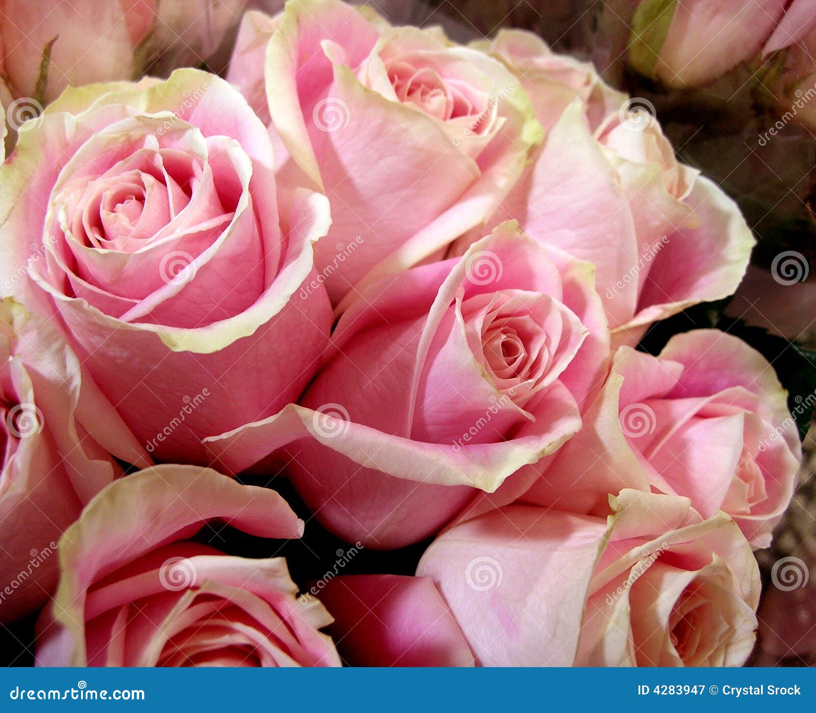 Rose Bouquet Picture. Image: 4283947