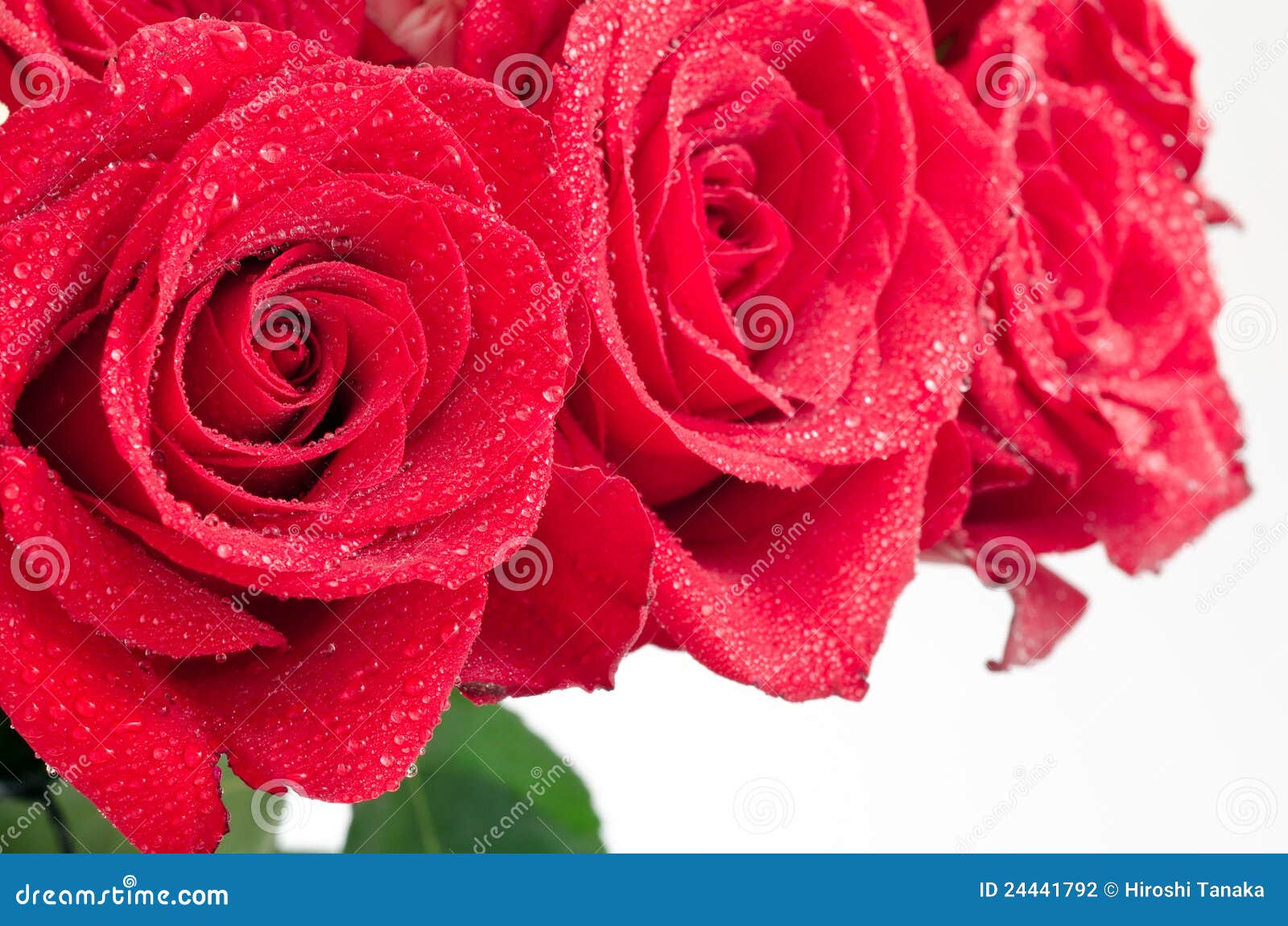 Rose Bouquet with Water Drops Stock Photo - Image of celebration, full ...
