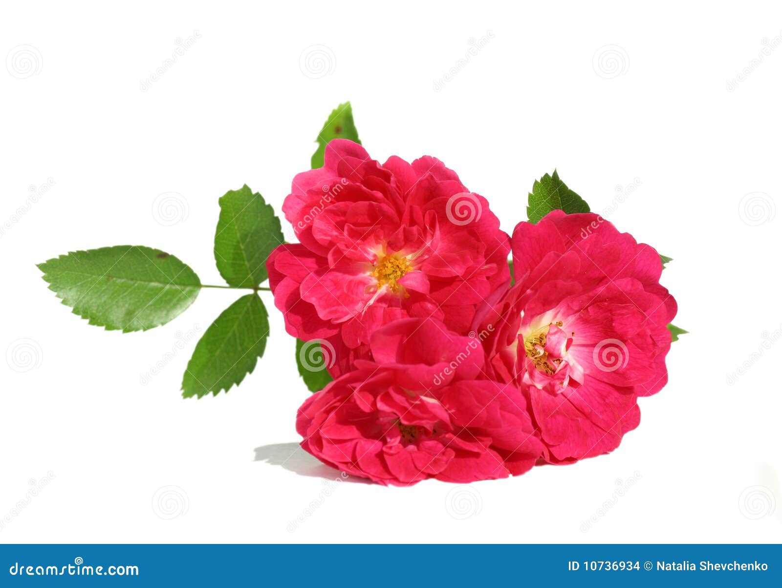 Rose branch stock photo. Image of three, background, beauty - 10736934