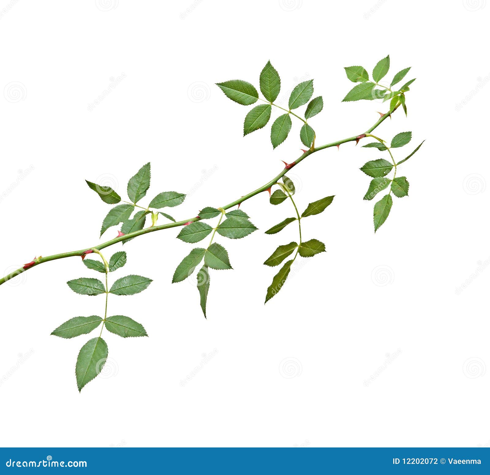 Rose branch stock photo. Image of bush, branch, nature - 12202072