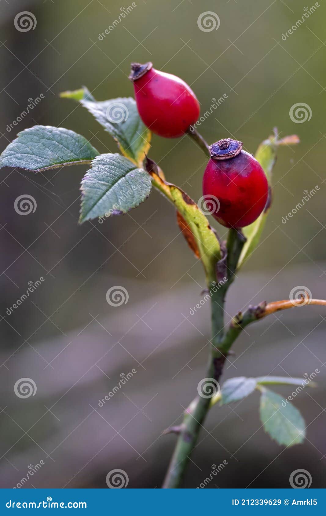 .a Rose Branch with Rose Hips Stock Image - Image of diplocarpon ...