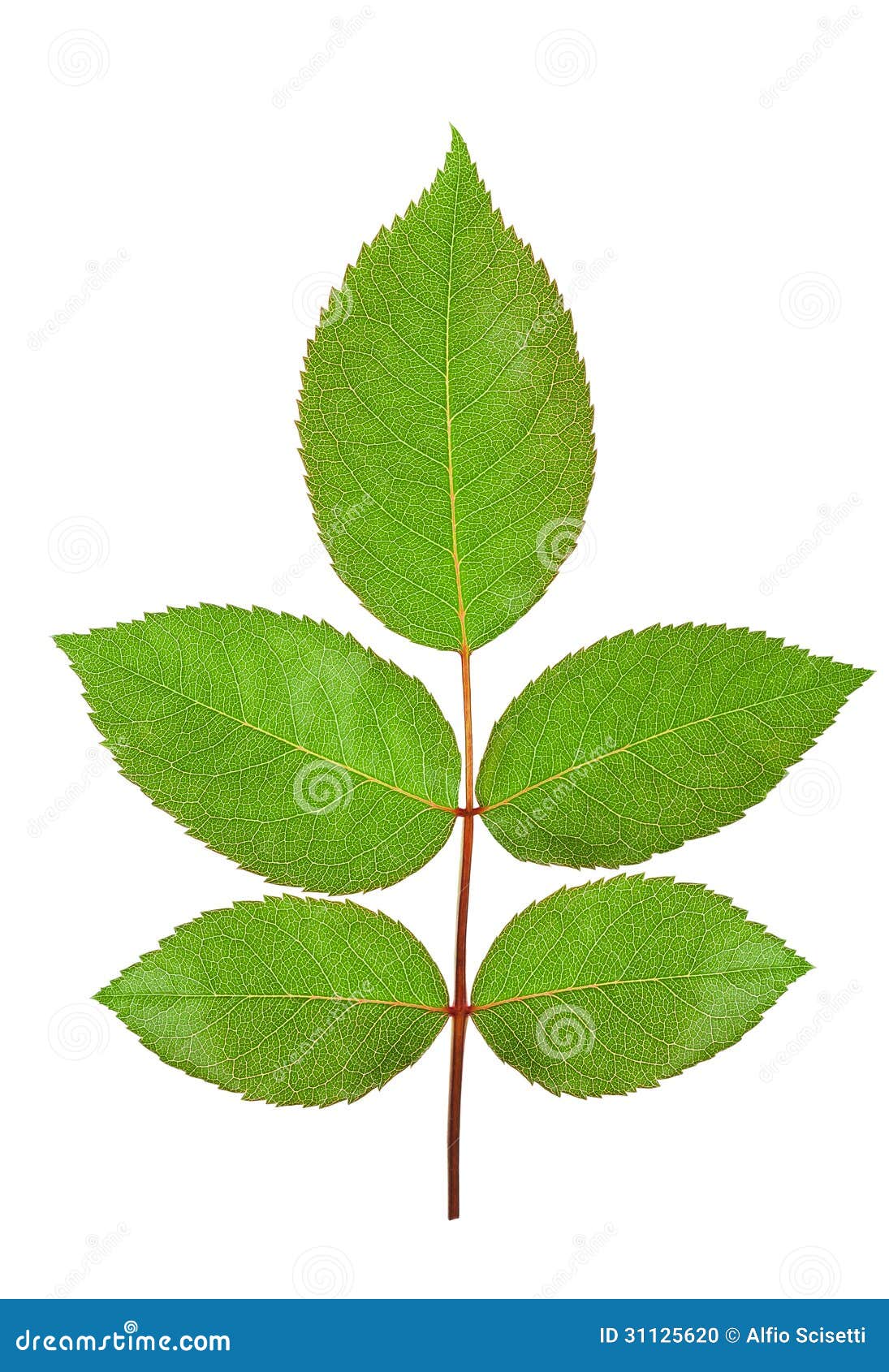 Rose branch stock photo. Image of veins, greenery, isolated - 31125620