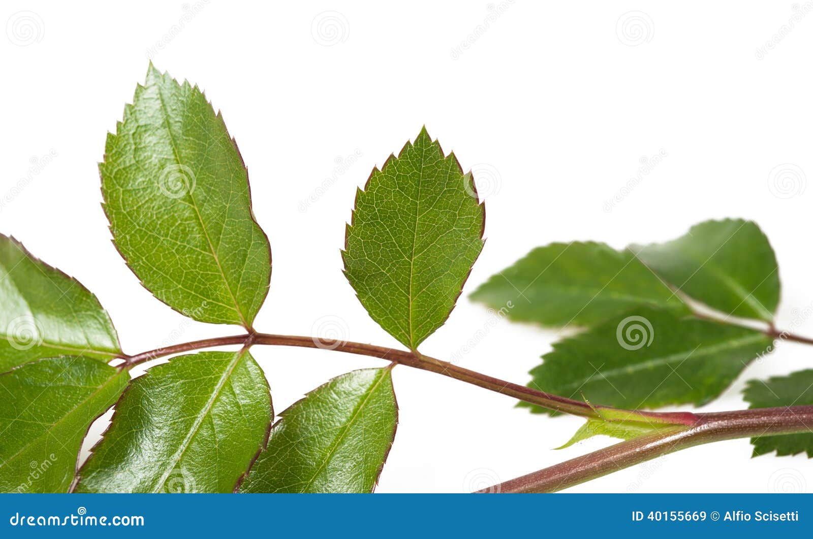 Rose branch stock image. Image of sprig, isolated, inflorescence - 40155669