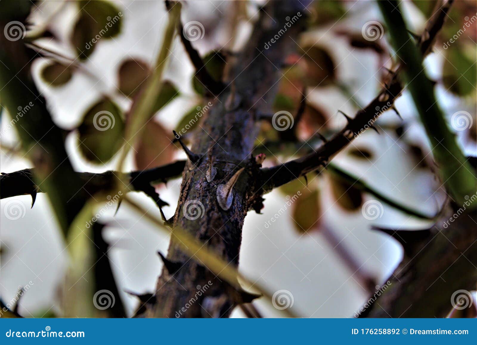 Rose stock photo. Image of branch, green, spike, rose - 176258892