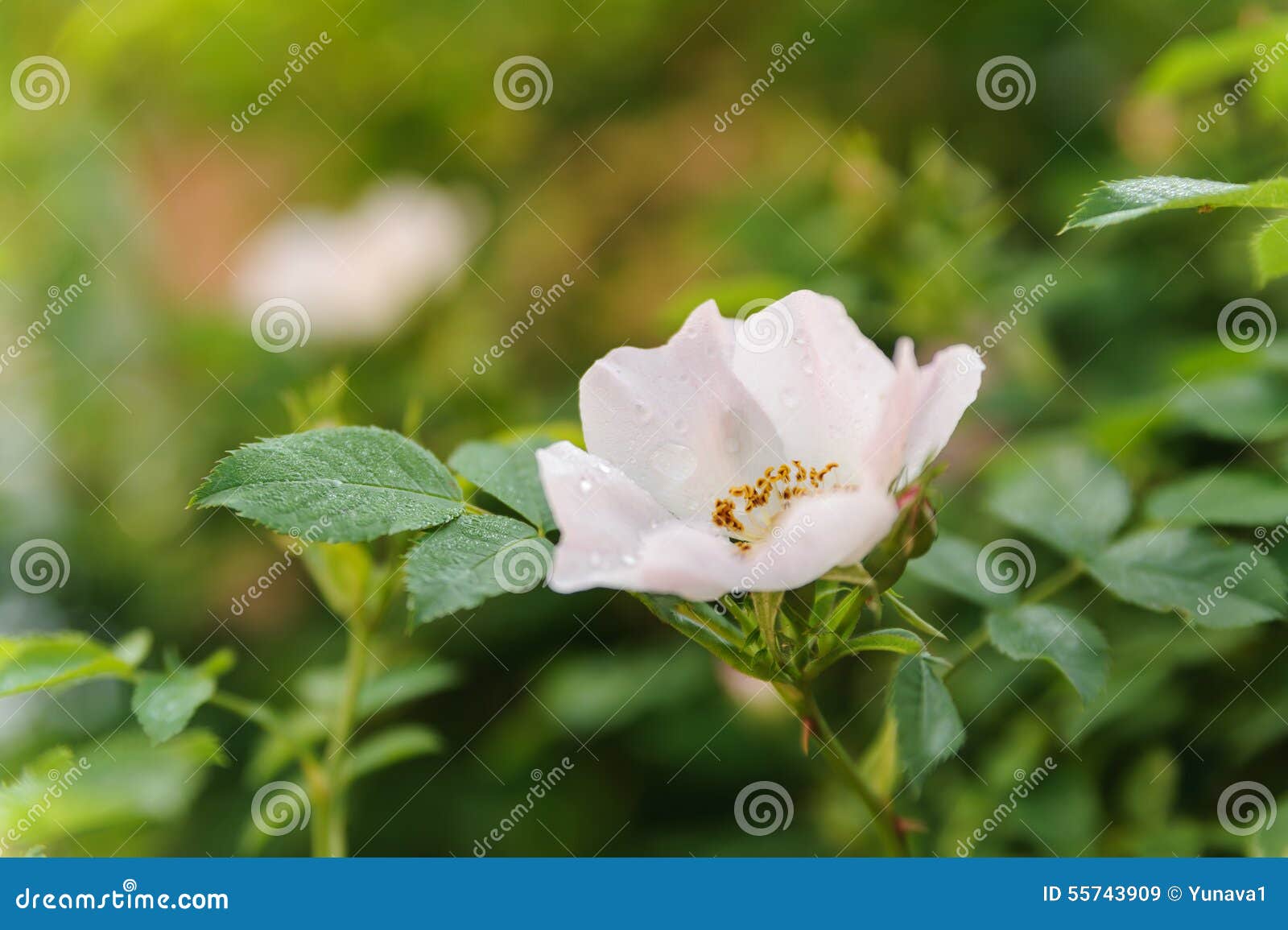 Rose Branch with White Buds. Stock Image - Image of stem, soft: 55743909