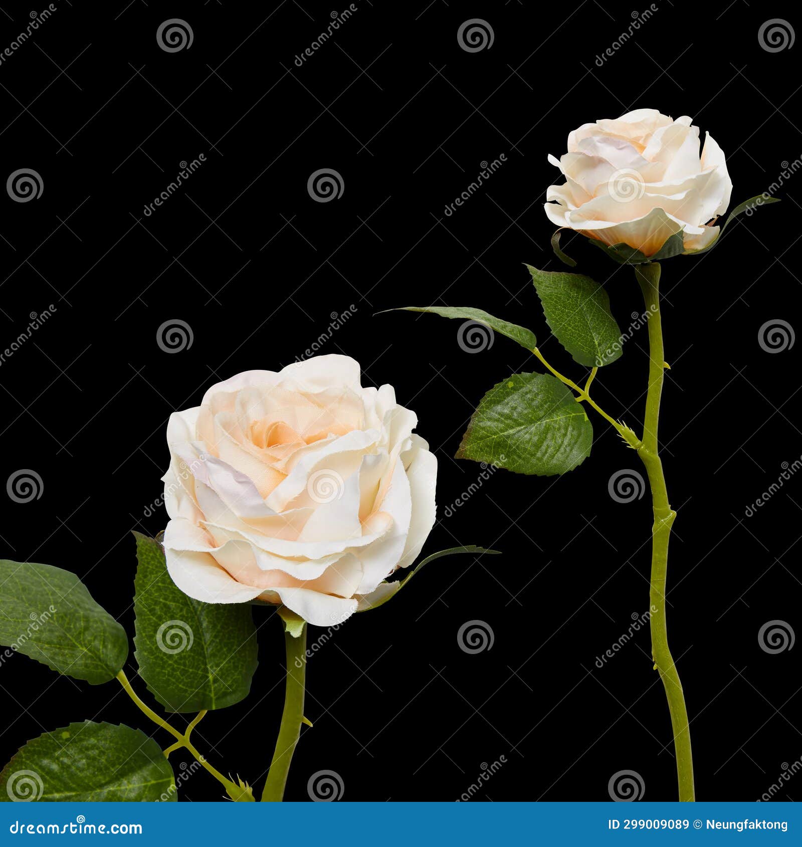 Rose with Branches and Leaves Cut Out Isolated Black Background with ...