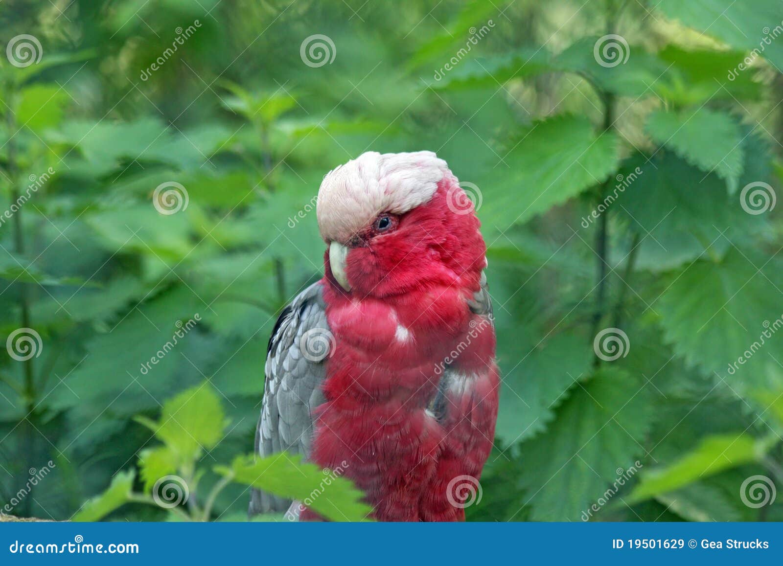 Rose-breasted cockatoo stock image. Image of animal, rose - 19501629