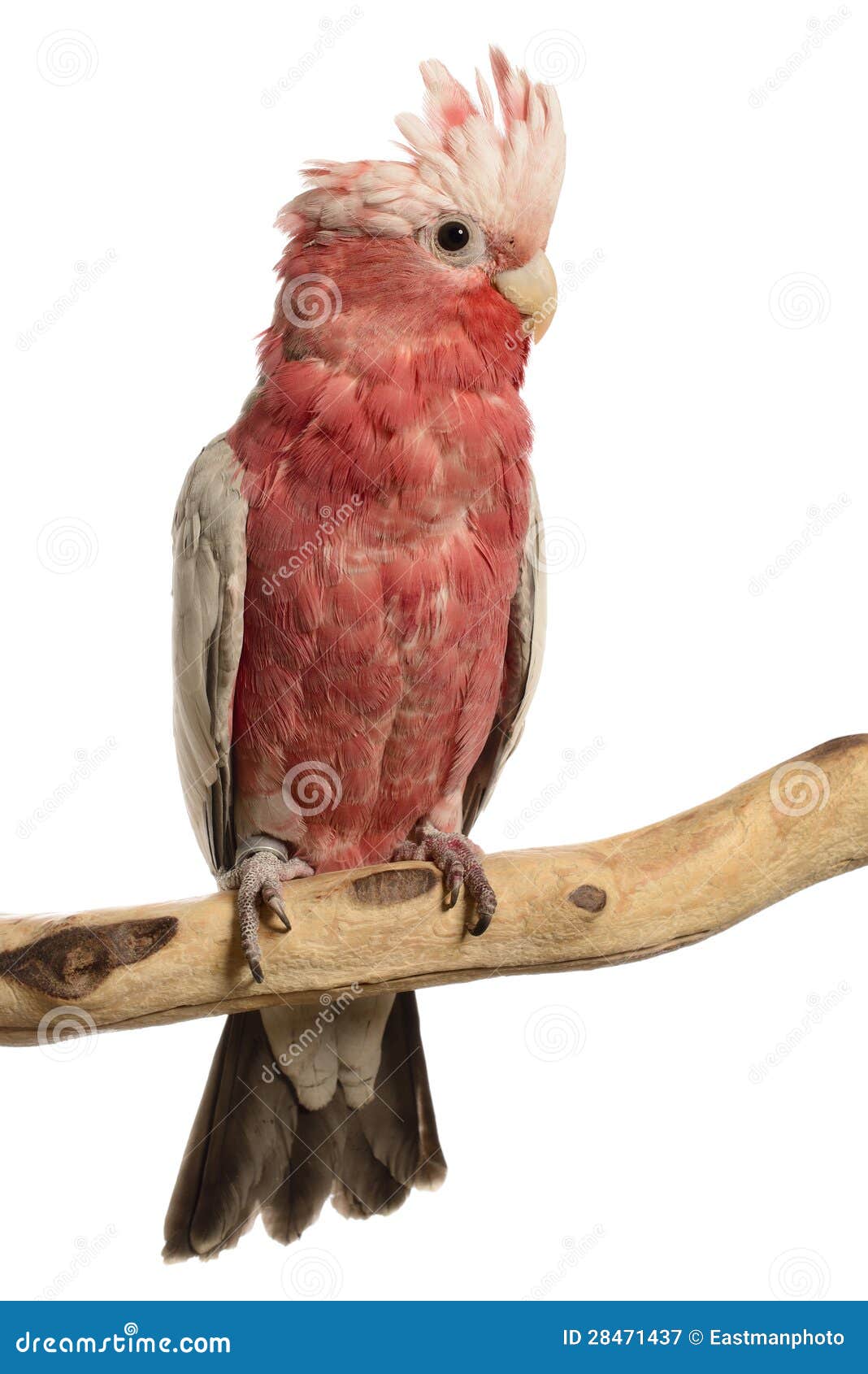 Rose-Breasted Cockatoo stock image. Image of full, engaged - 28471437