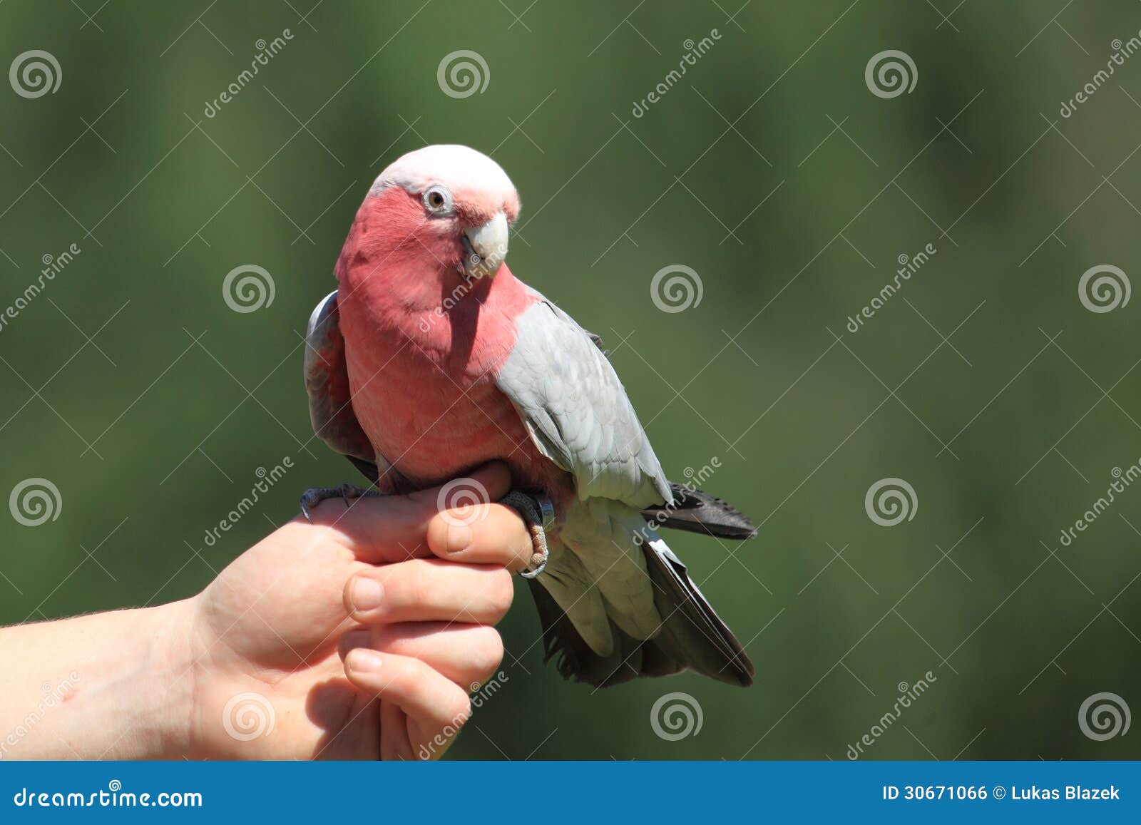 Rose-breasted cockatoo stock photo. Image of roseate - 30671066