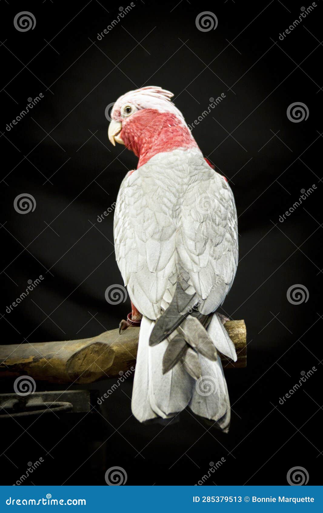 Rose Breasted Cockatoo Isolated on Black. Stock Image - Image of ...