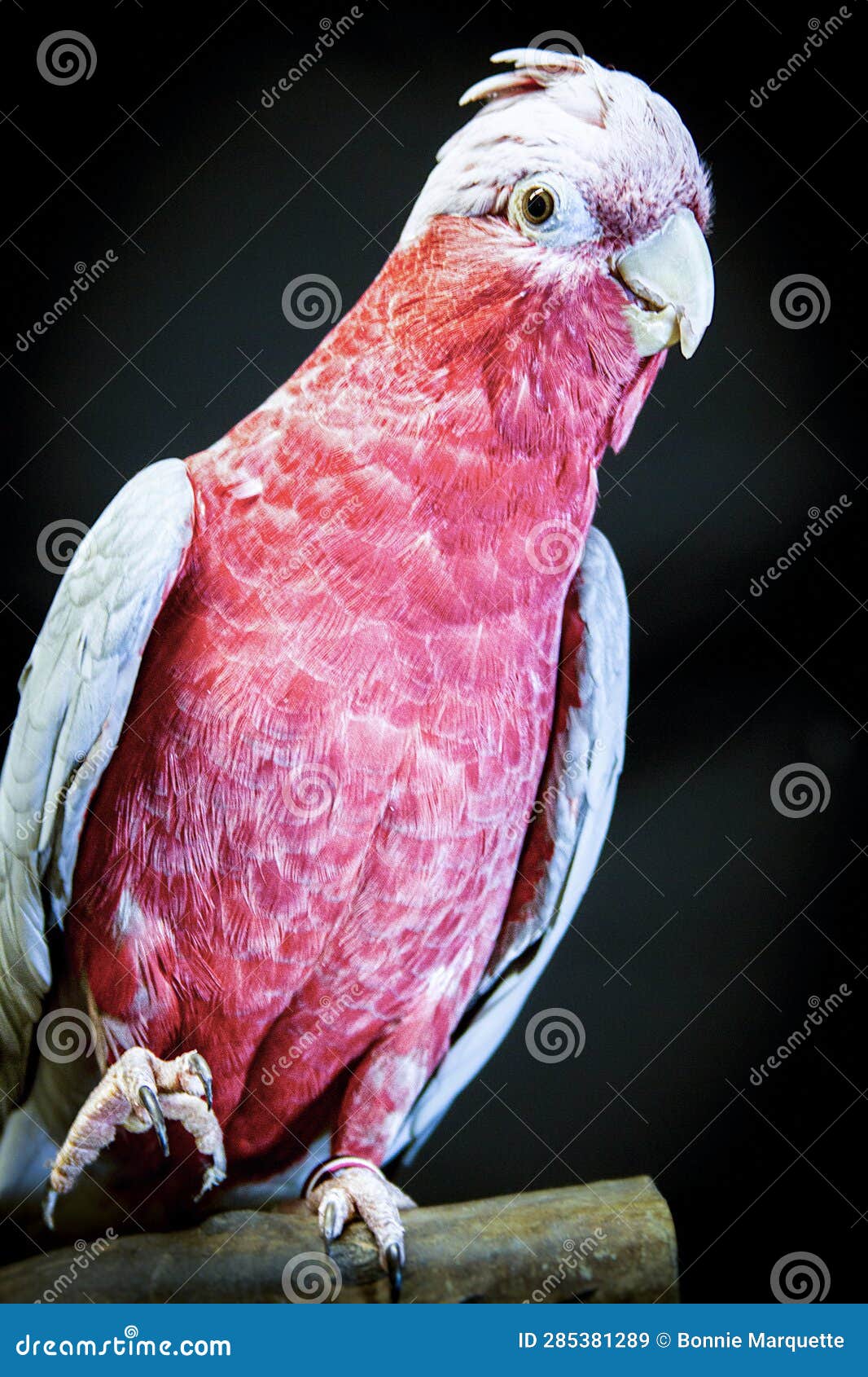 Rose Breasted Cockatoo Isolated on Black. Stock Image - Image of avian ...