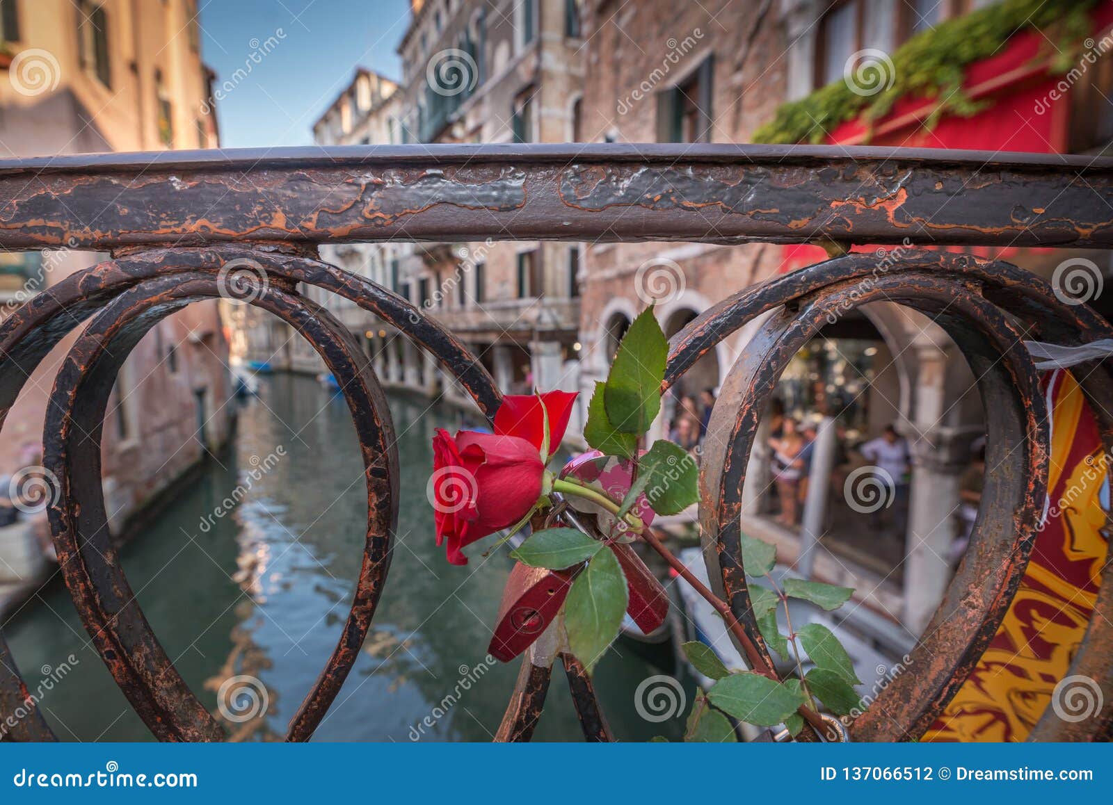 Rose at the Bridge in Venice Stock Photo - Image of water, canal: 137066512
