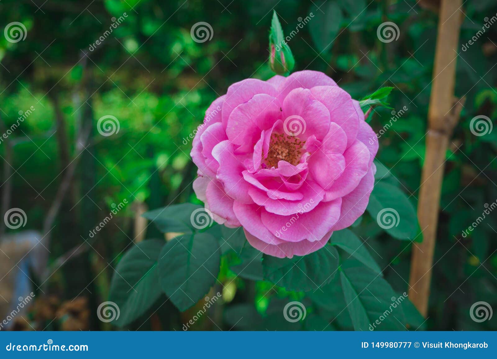 Rose stock image. Image of light, pink, bright, garden - 149980777
