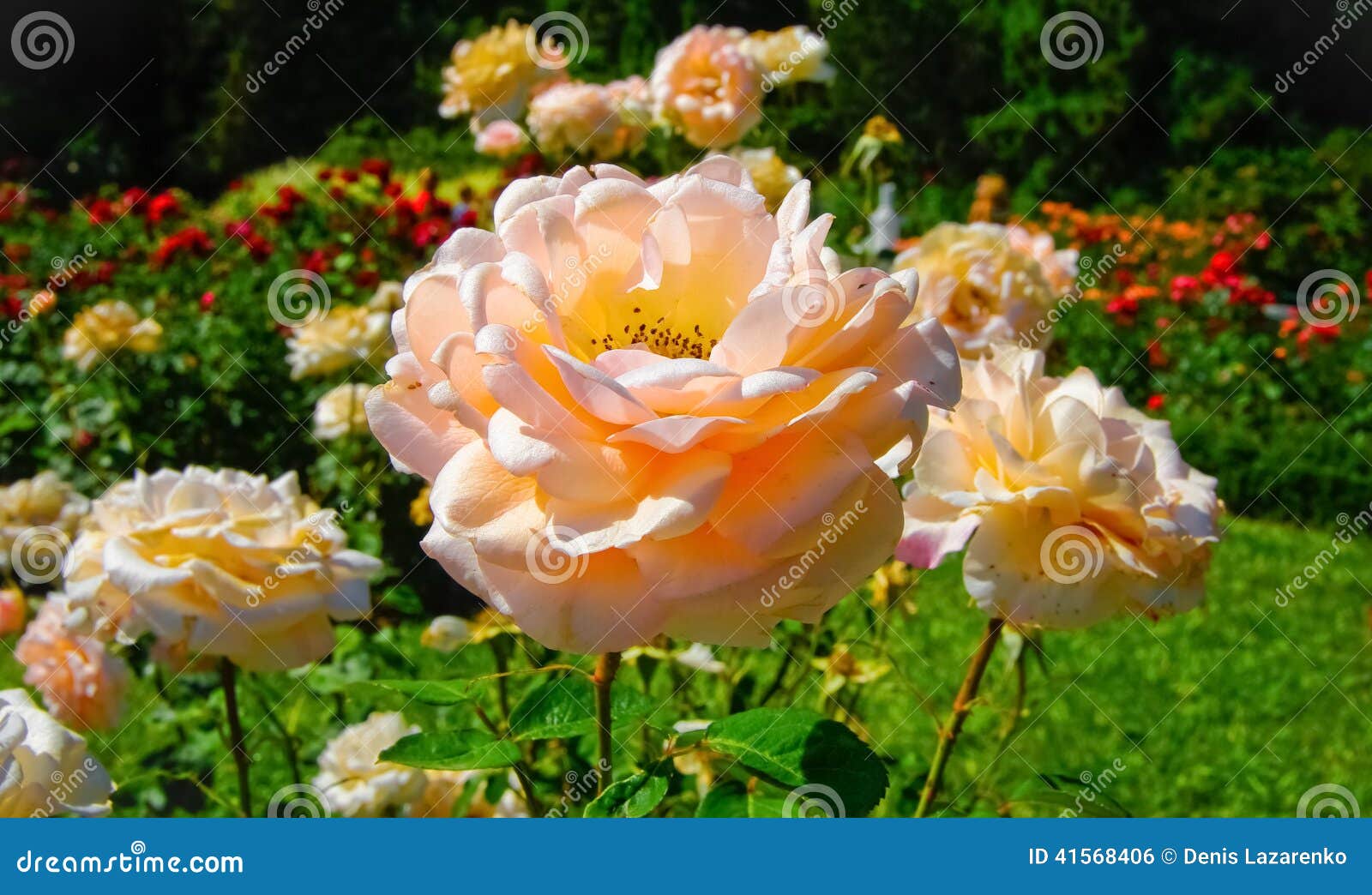 Rose in stock photo. Image of garden, rose, lawn, plant - 41568406