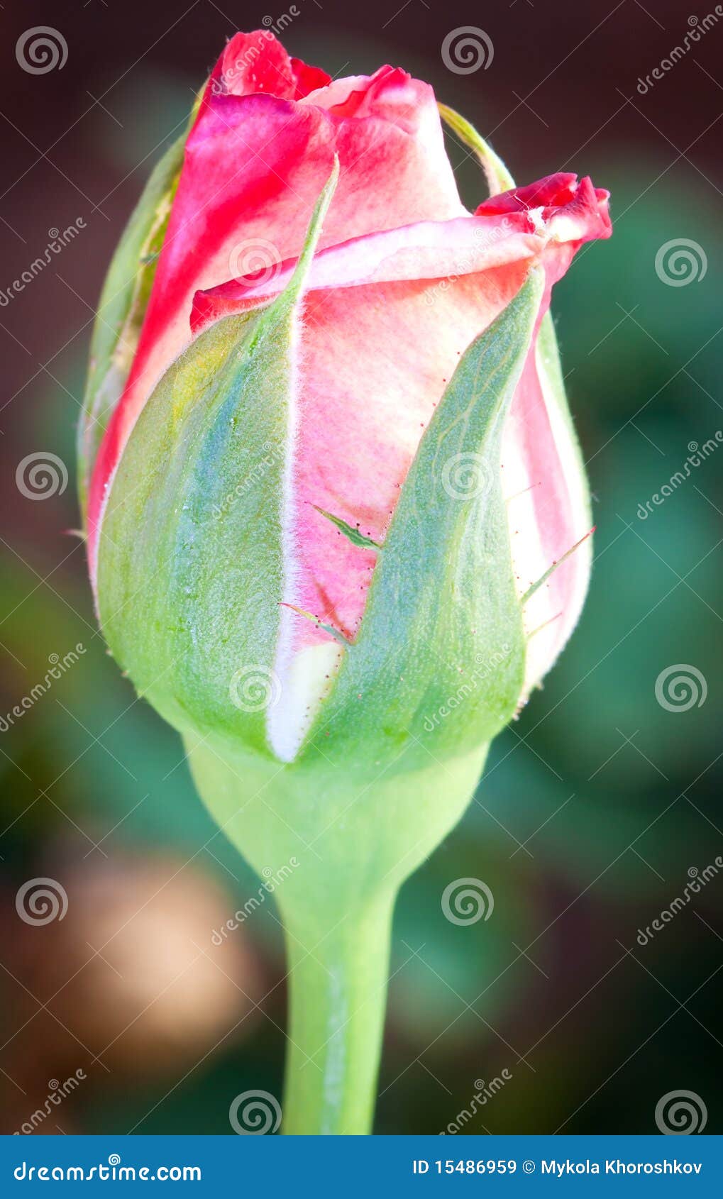 Rose bud stock image. Image of bloom, nature, bouquet - 15486959
