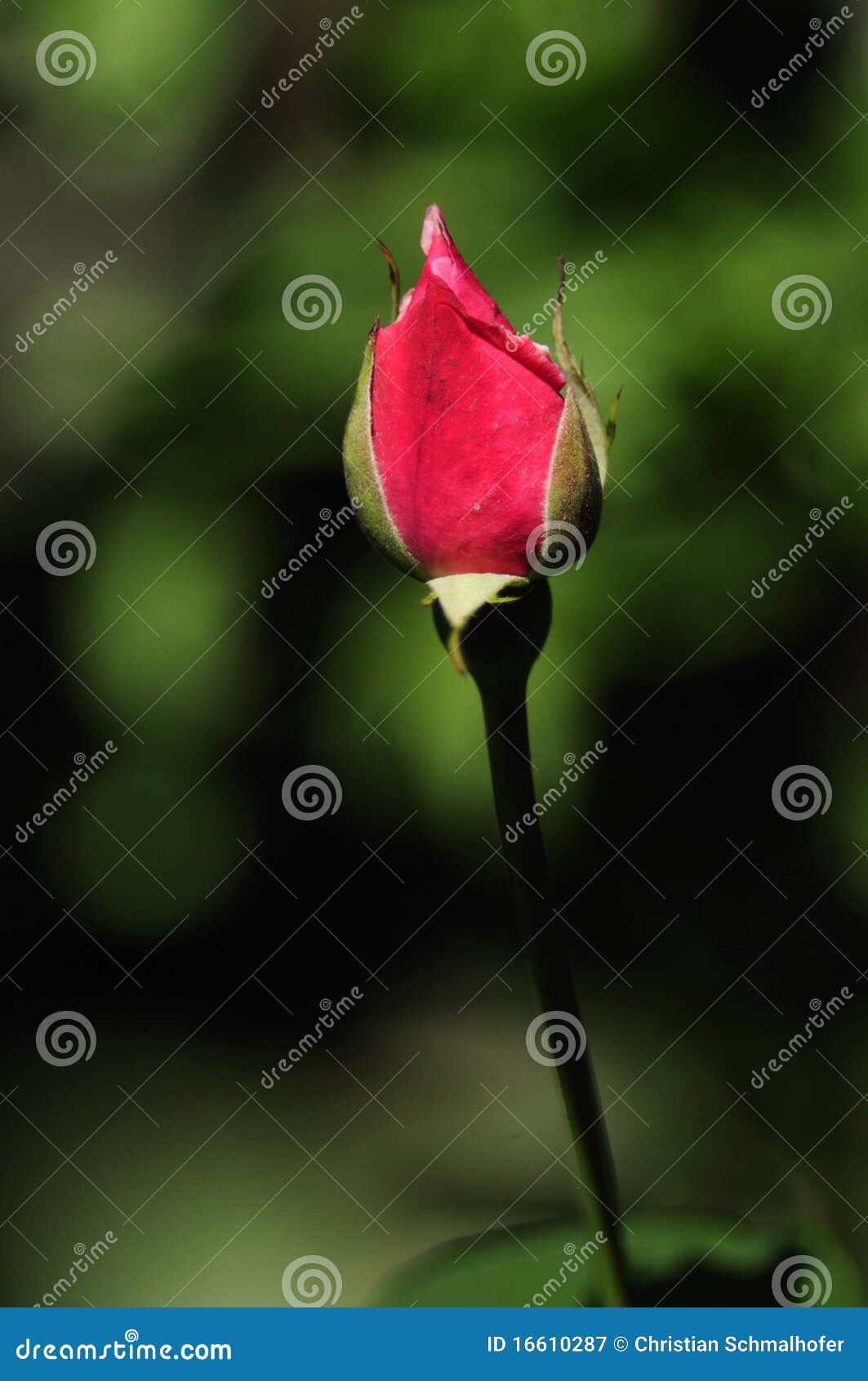 Rose Bud stock image. Image of plants, leave, flower - 16610287