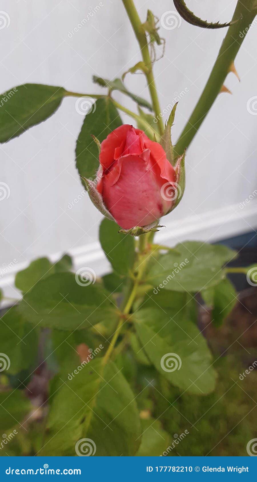 Rose bud in bloom stock photo. Image of rose, flowers - 177782210