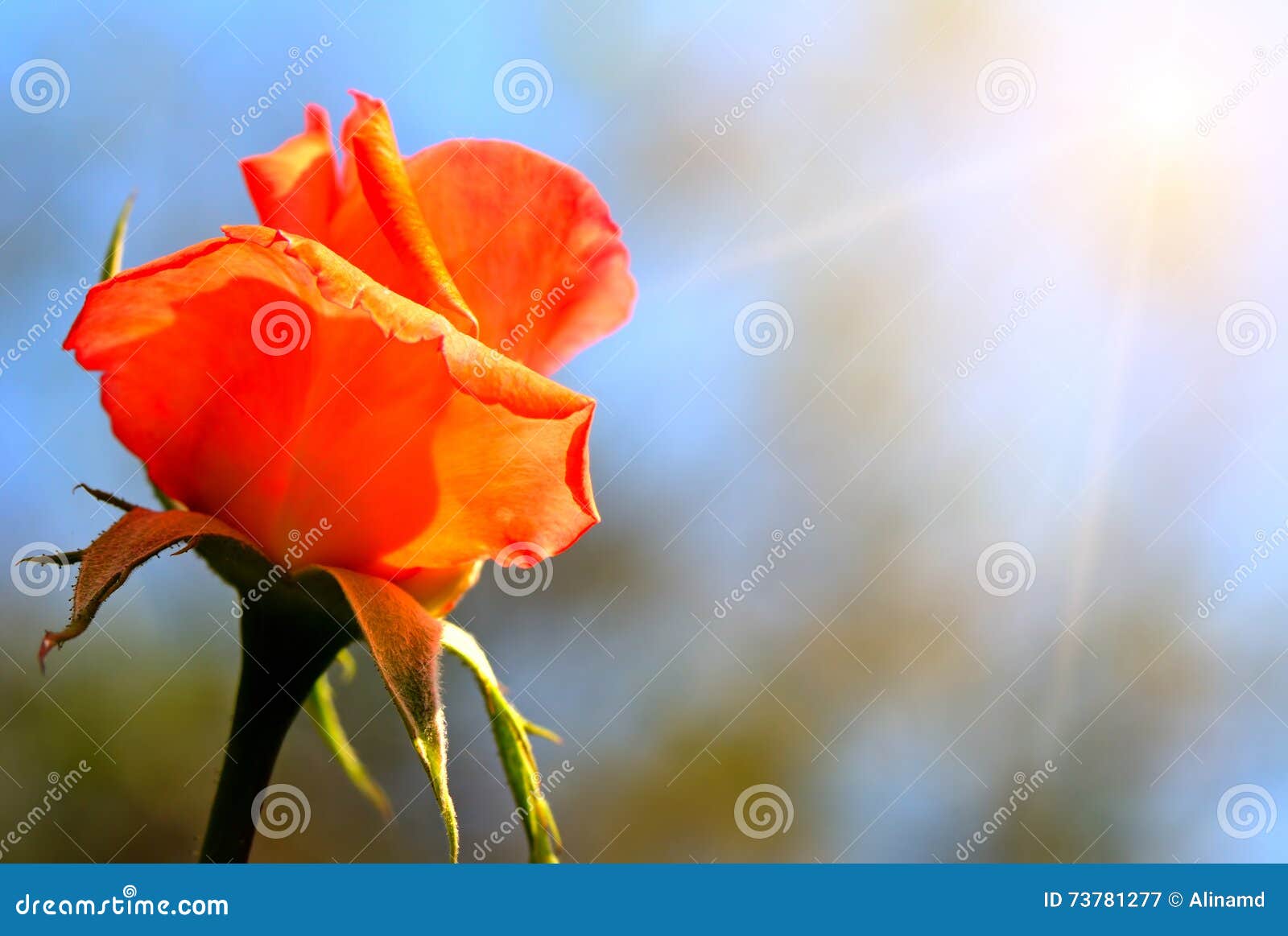 Rose Bud on Blue Sky Background Stock Image - Image of bloom, beautiful ...