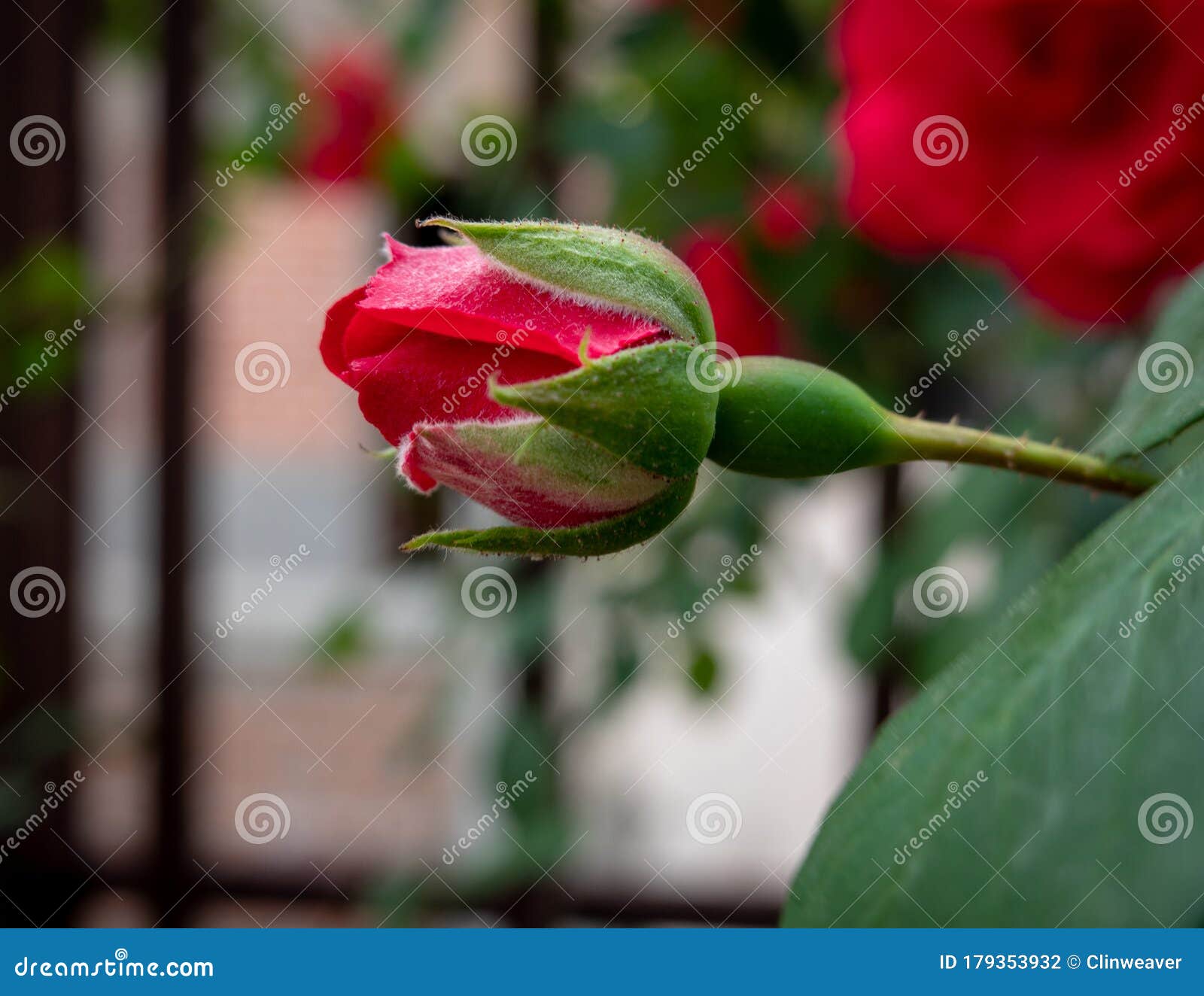 Rose Bud on a Rose Bush stock photo. Image of summer - 179353932