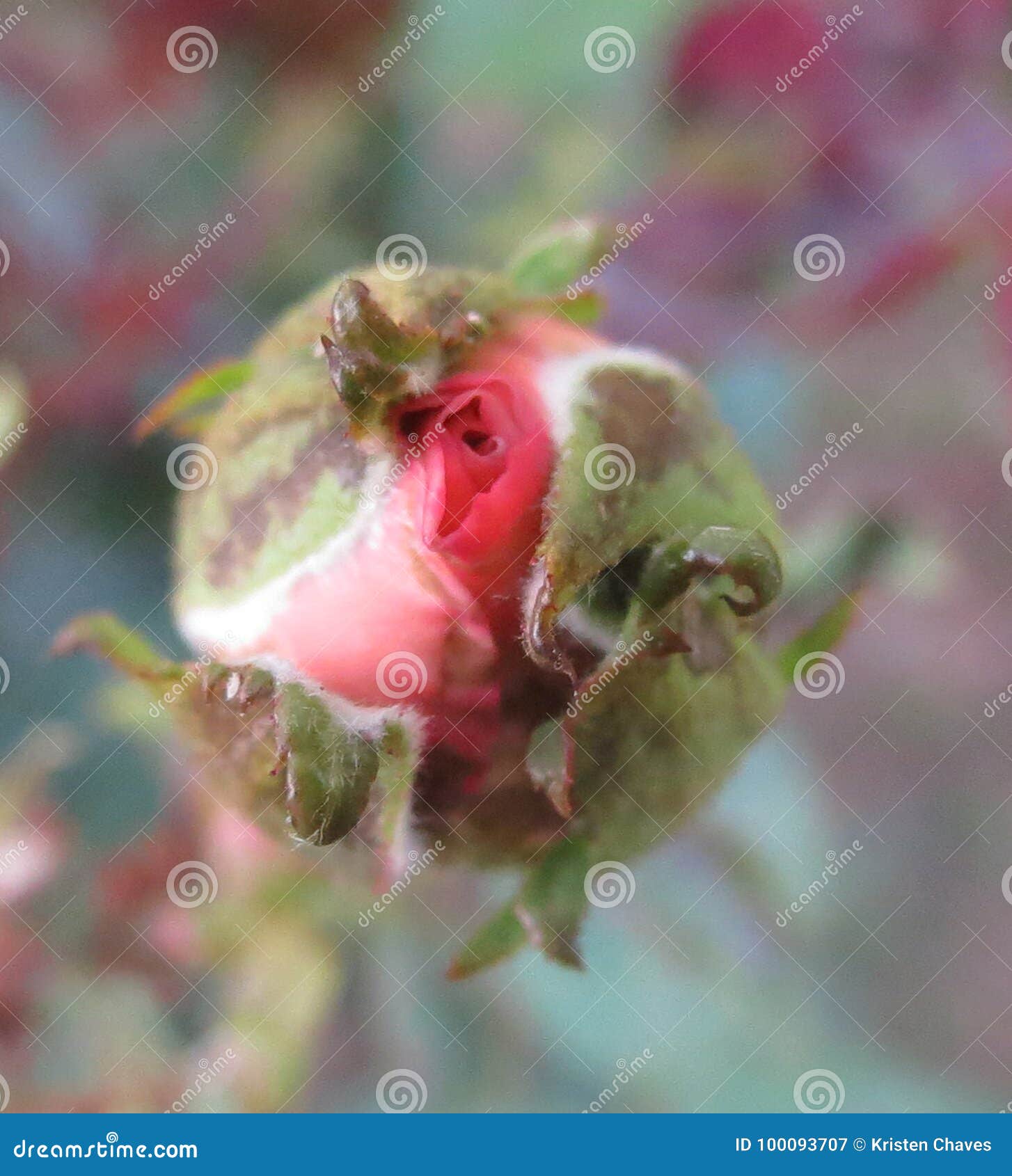 Rose Bud Cor-de-rosa, Fechado Imagem de Stock - Imagem de delicado ...