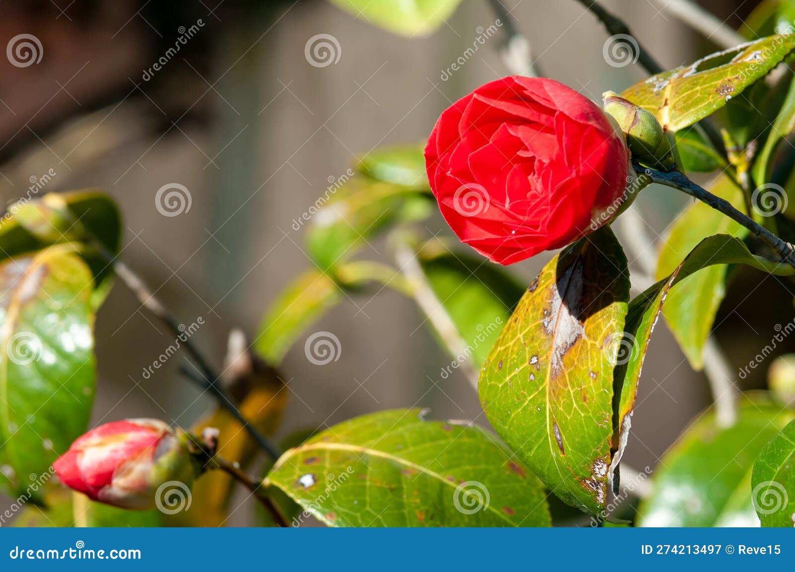 Rose Bud Emerging into Full Blooming Flower Stock Image - Image of ...