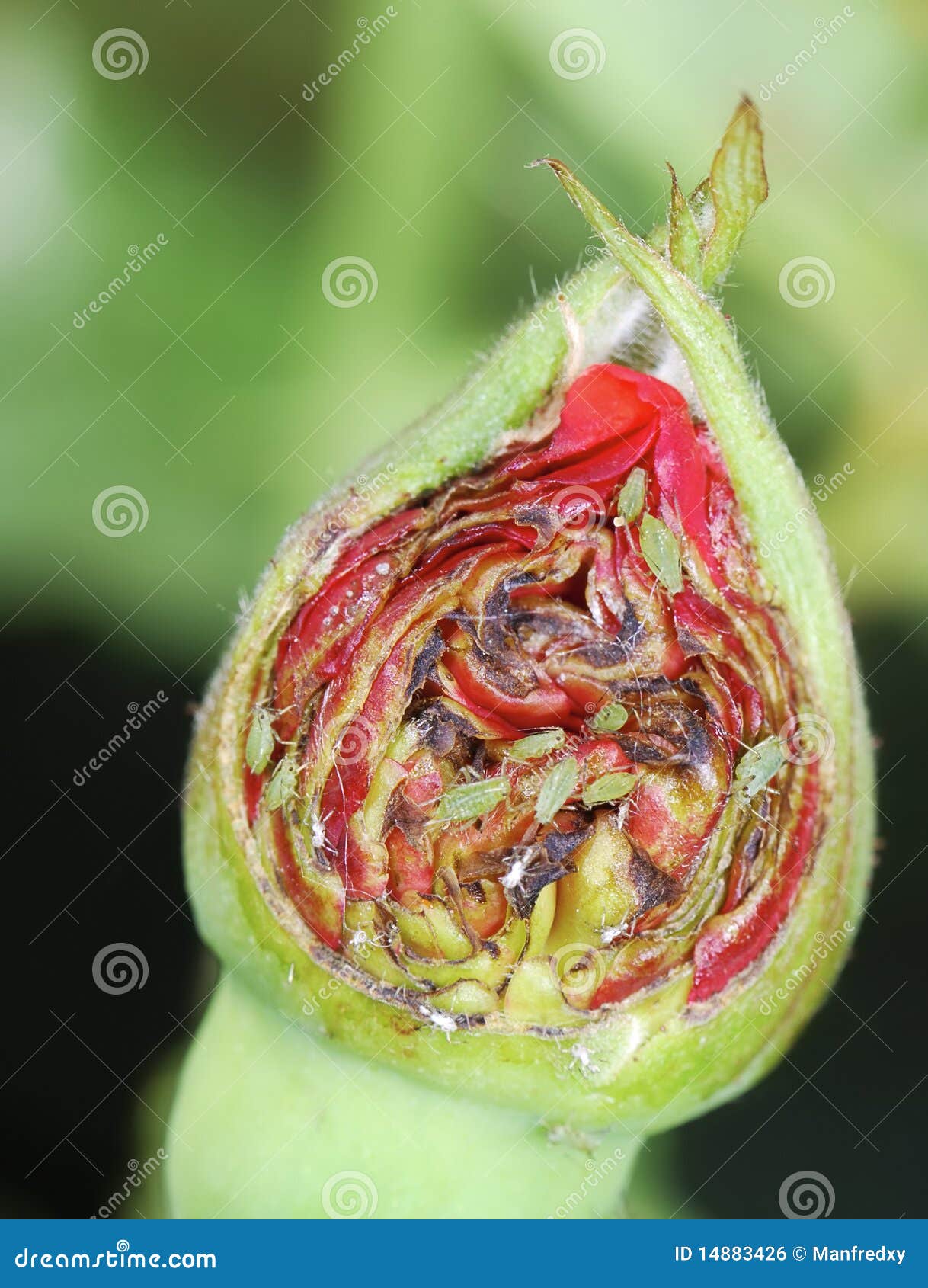 Rose bud with lice stock photo. Image of insect, rose - 14883426