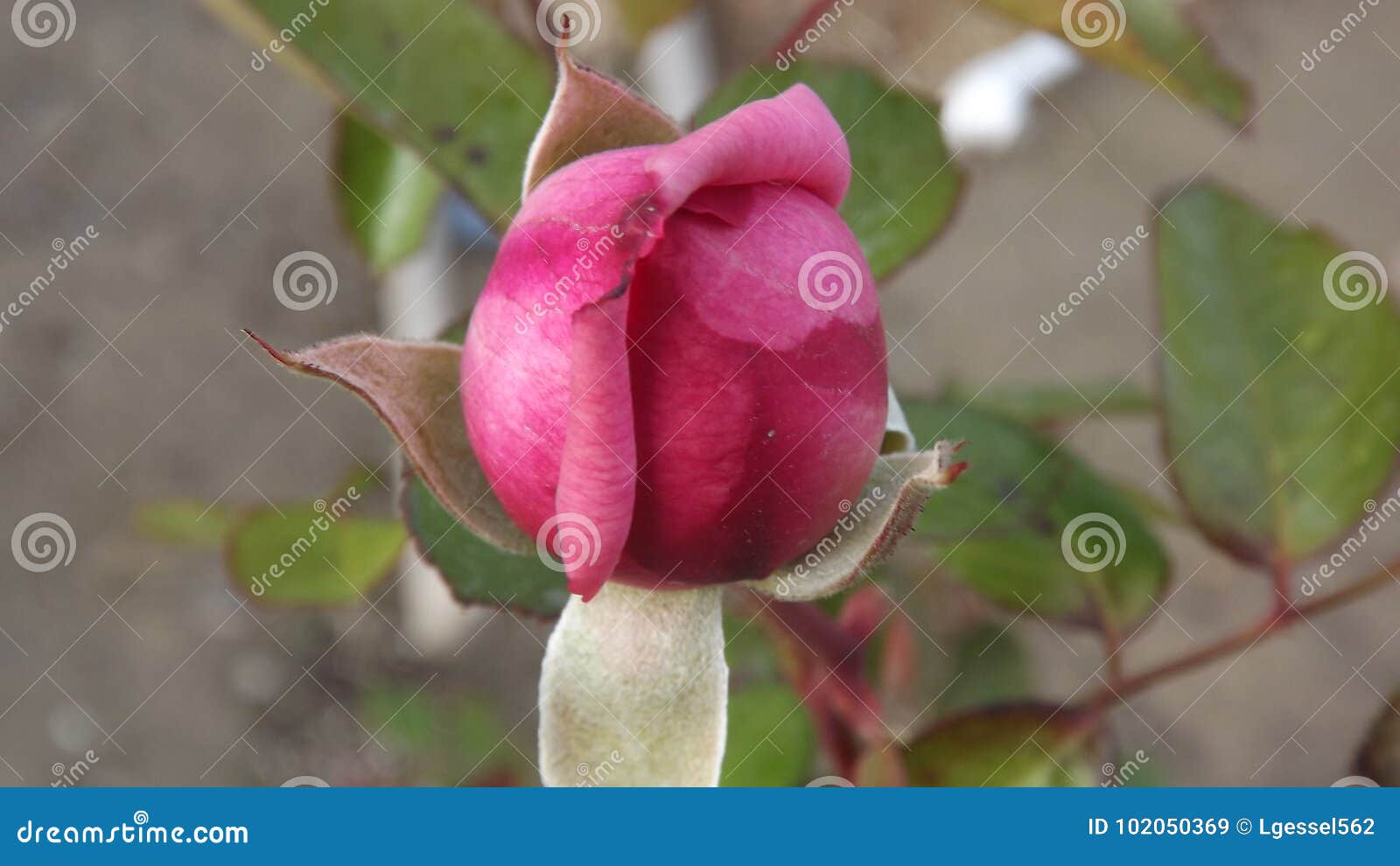 Rose bud stock image. Image of pretty, summer, leaves - 102050369