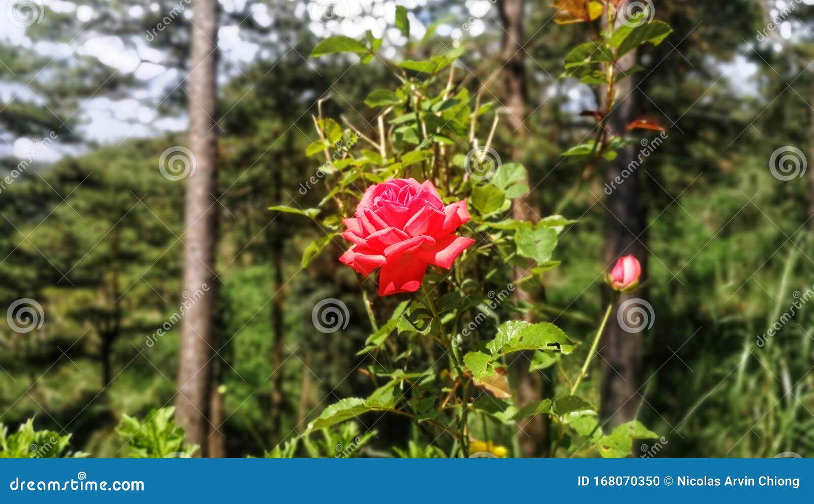 Rose Budding in the Forest stock photo. Image of forests - 168070350