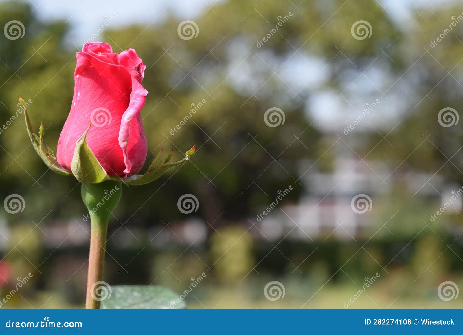 A Rose Budding with Grass and Buildings in the Background Stock Photo ...