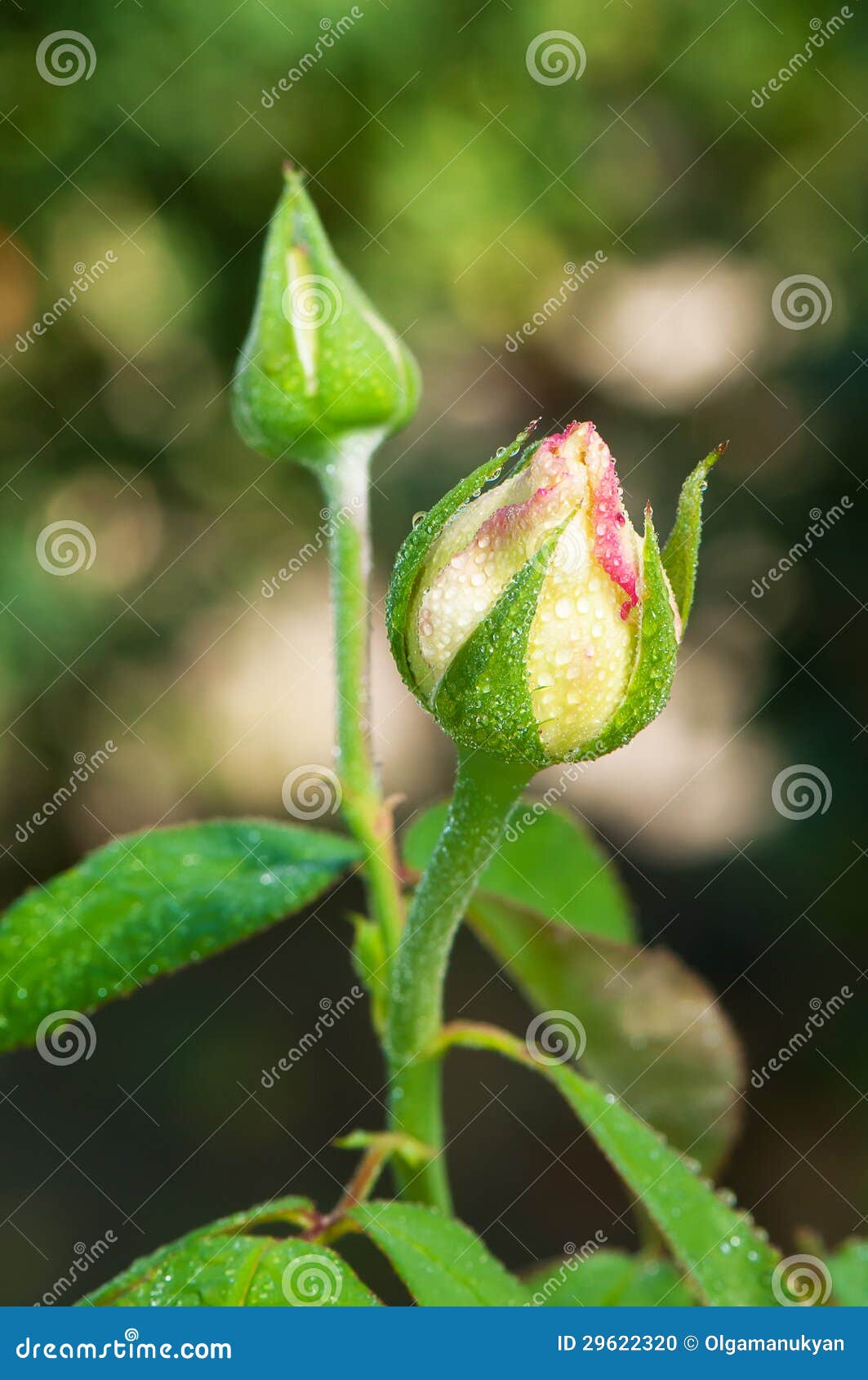 Rose buds stock photo. Image of bright, flower, layers - 29622320