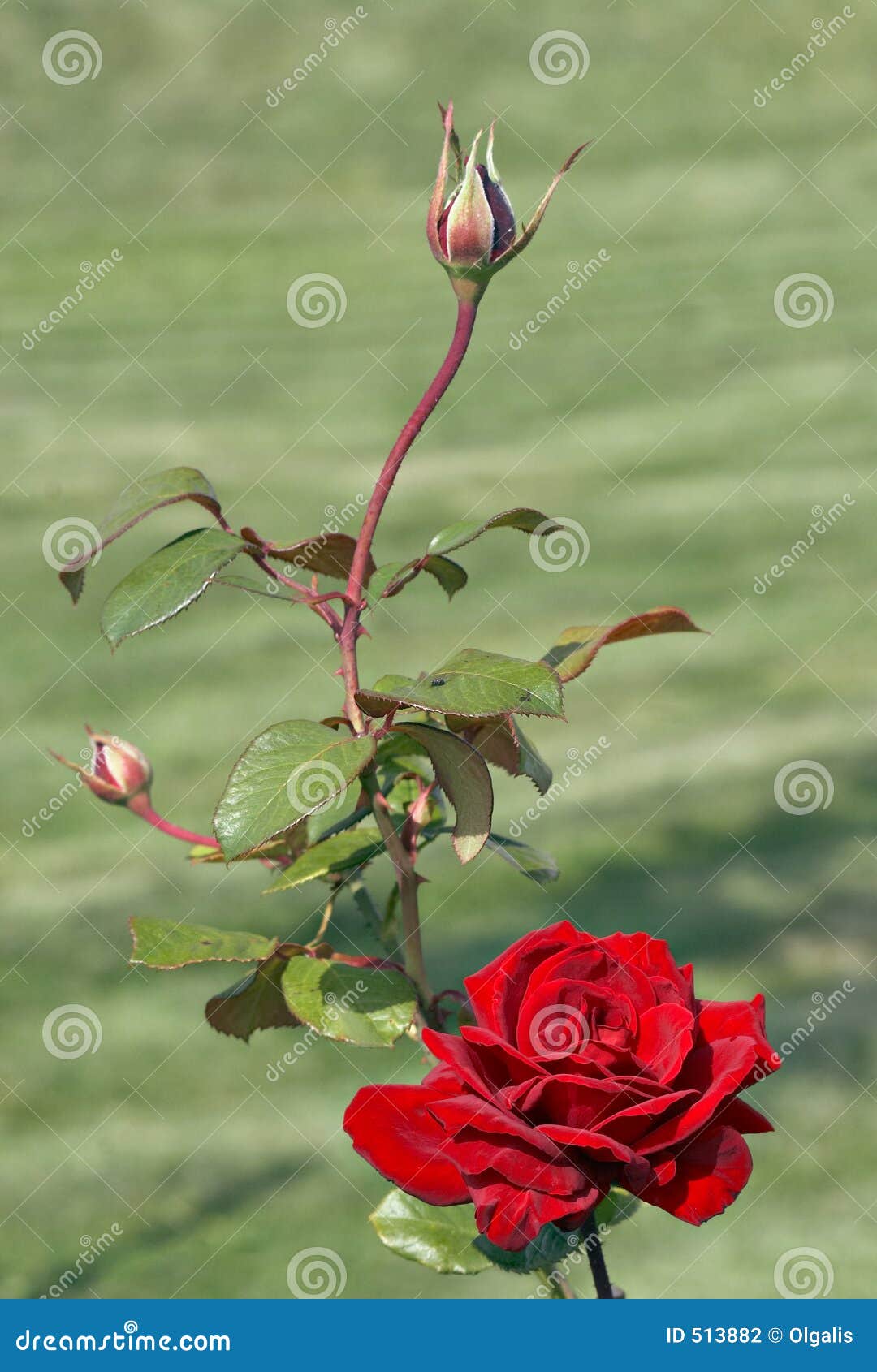 Rose with buds stock photo. Image of celebration, breeding - 513882
