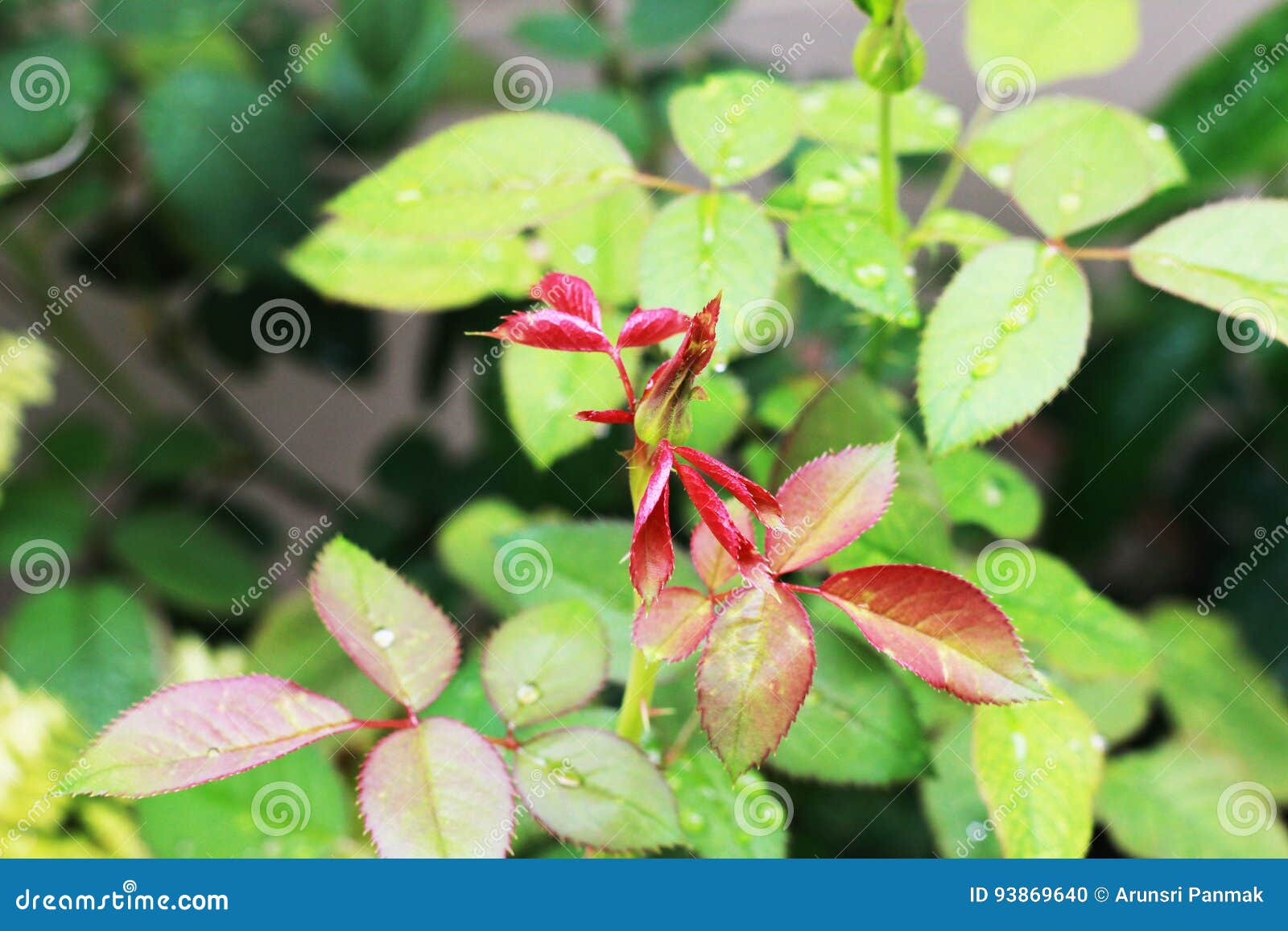 Rose Buds are Blooming in Outdoor Gardens Stock Photo - Image of ...