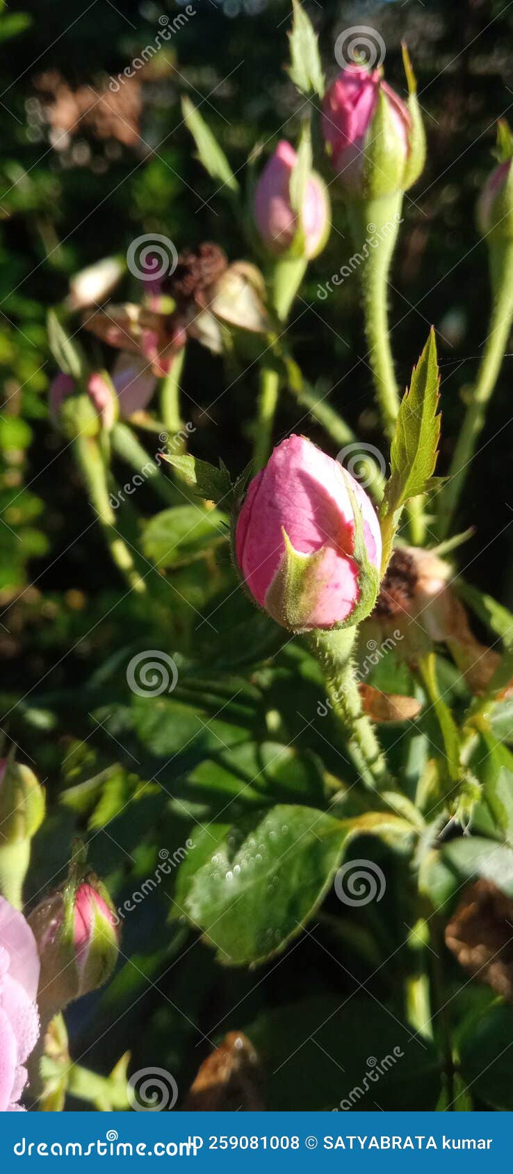 Budding rose flowers stock photo. Image of colorful - 259081008