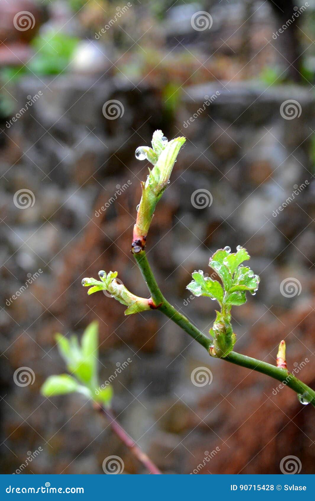 Rose. Buds in the Spring. Nice Bud in the Garden. Stock Photo - Image ...