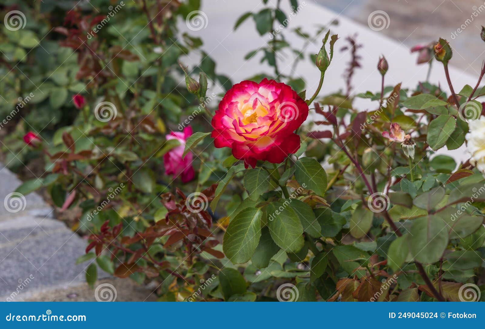 Rose in Bulgaria stock photo. Image of republic, petals - 249045024