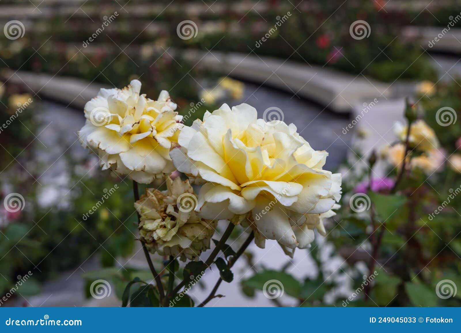 Rose in Bulgaria stock image. Image of attraction, damascene - 249045033