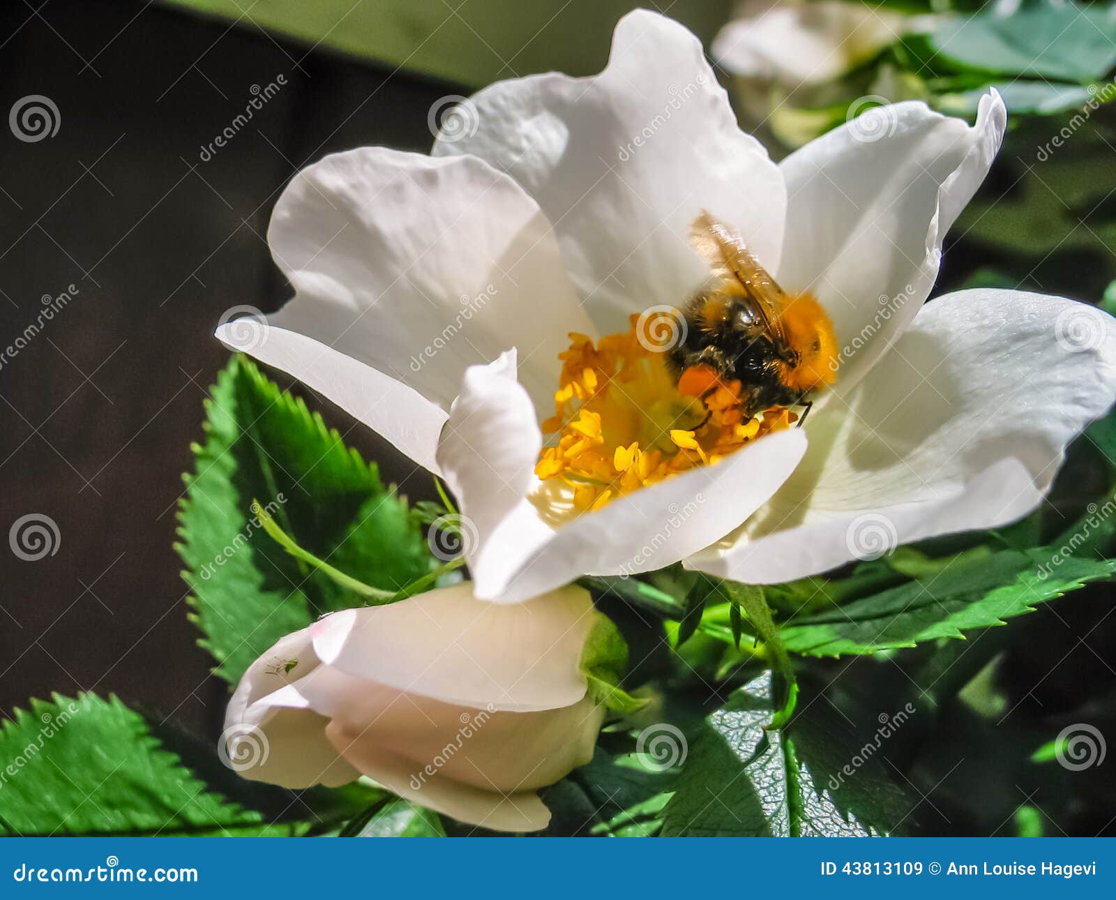 Rose with bumble bee stock image. Image of bumble, insect - 43813109