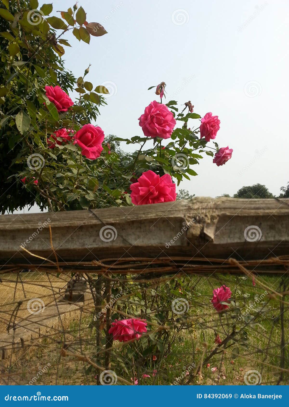 Rose stock image. Image of bunch, pink, roses, rose - 84392069