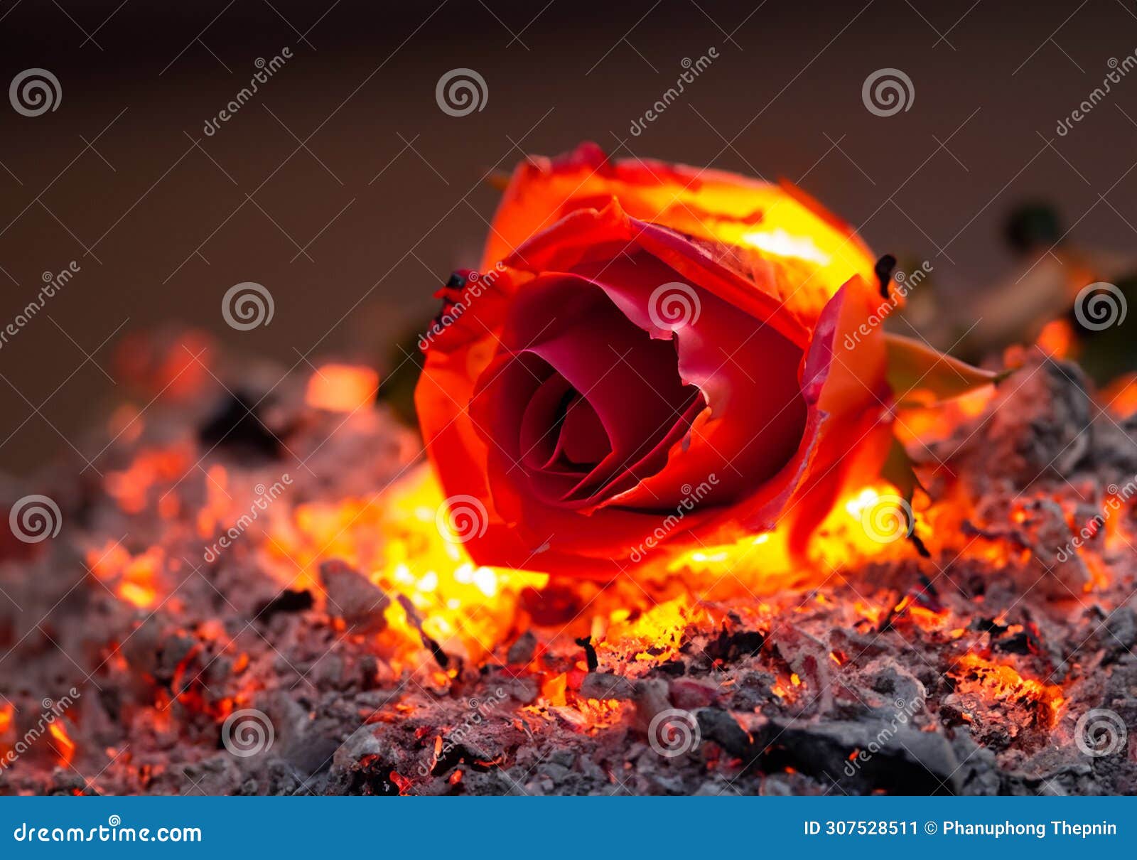 A Rose Burning on Black Background Stock Illustration - Illustration of ...