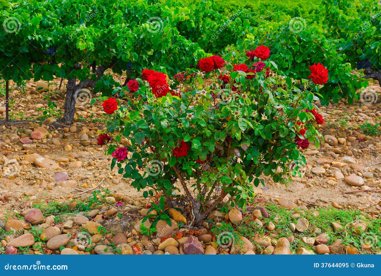 Rose Bush stock image. Image of fruit, rural, nature - 37644095