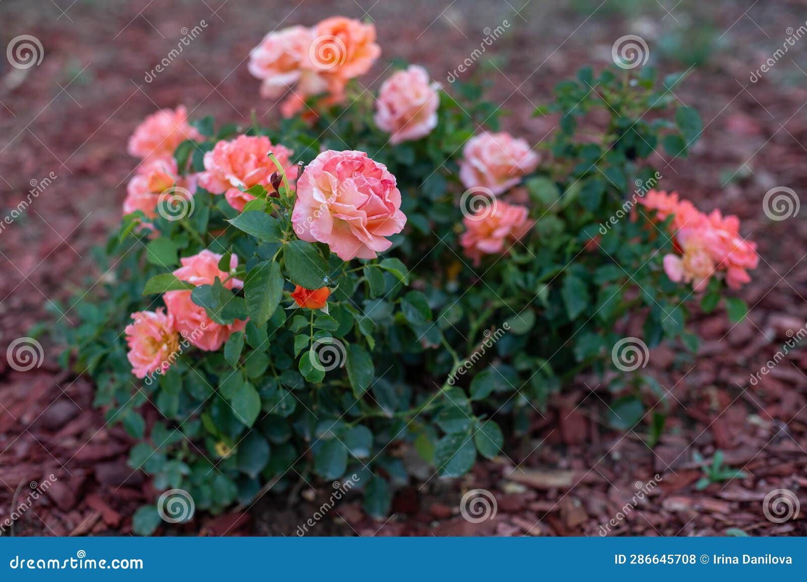 Rose bush on a back yard stock photo. Image of blossom - 286645708