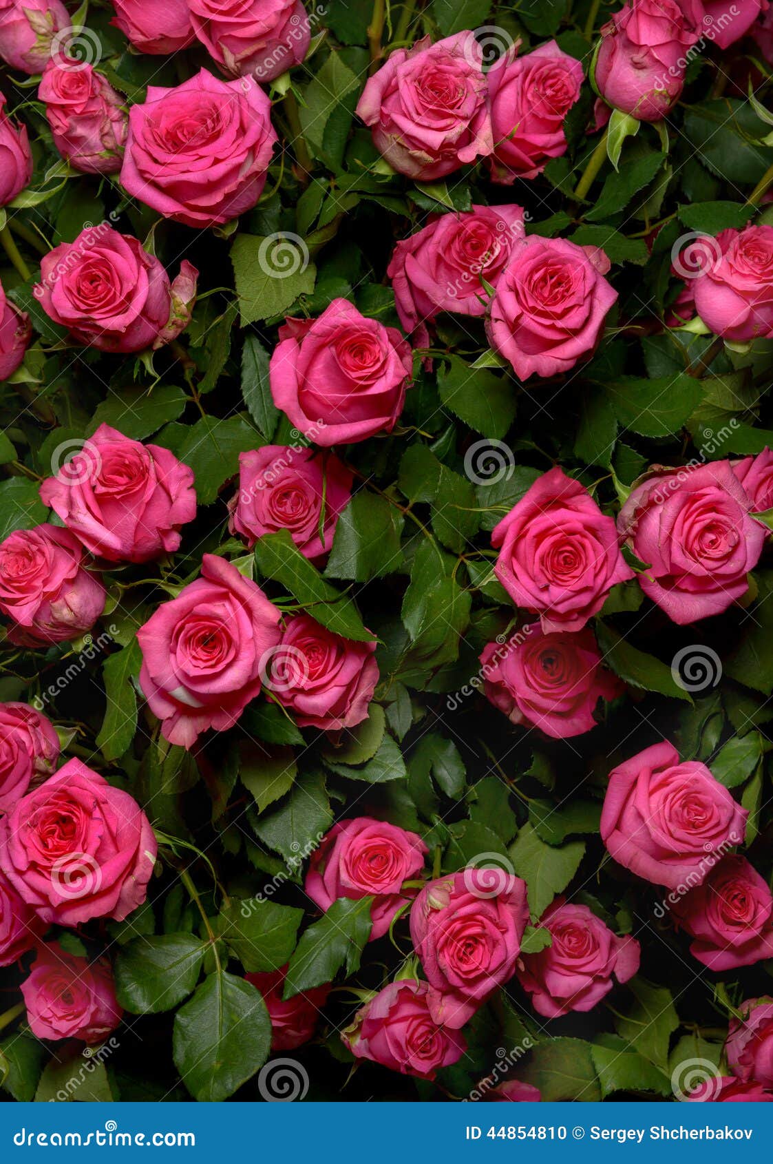 Rose bush stock photo. Image of hedge, foliage, nature - 44854810
