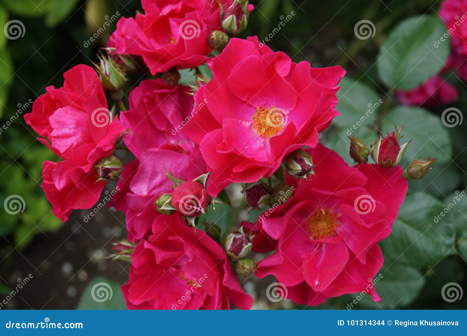 Rose Bush stock photo. Image of give, beautiful, pink - 101314344