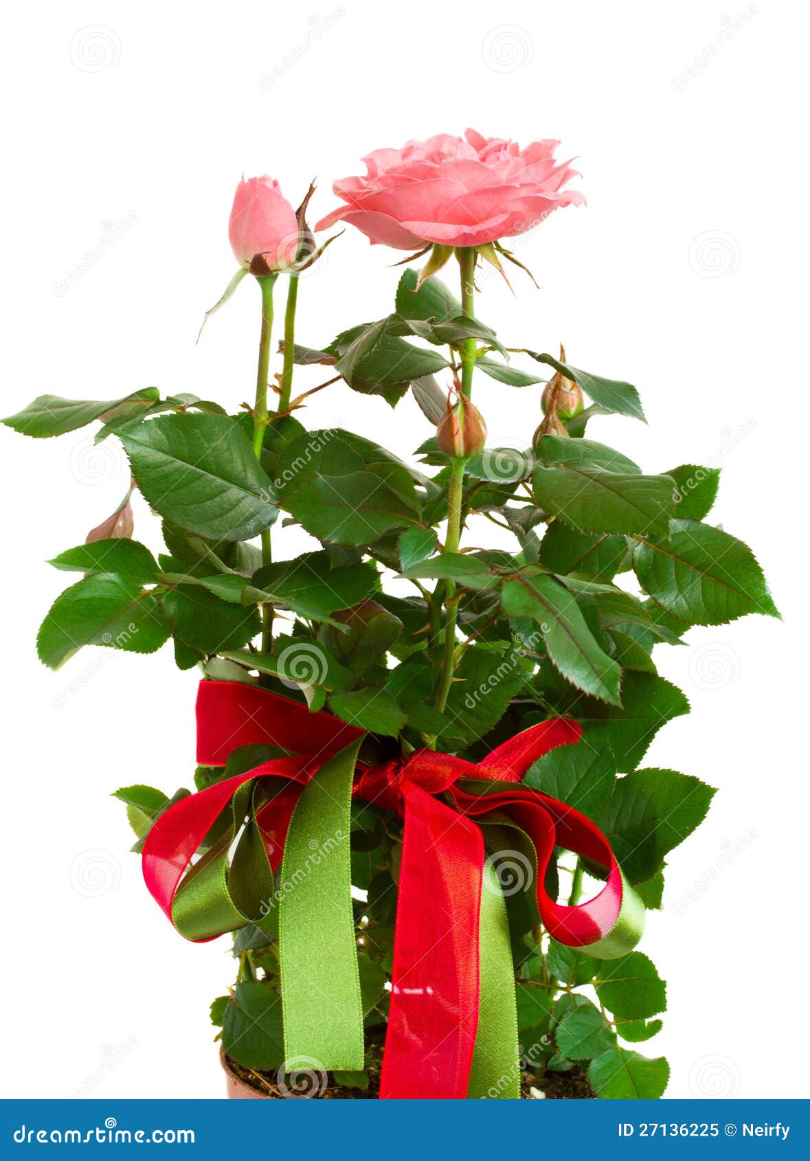 344 Bloom Bows Stock Photos - Free & Royalty-Free Stock Photos from ...