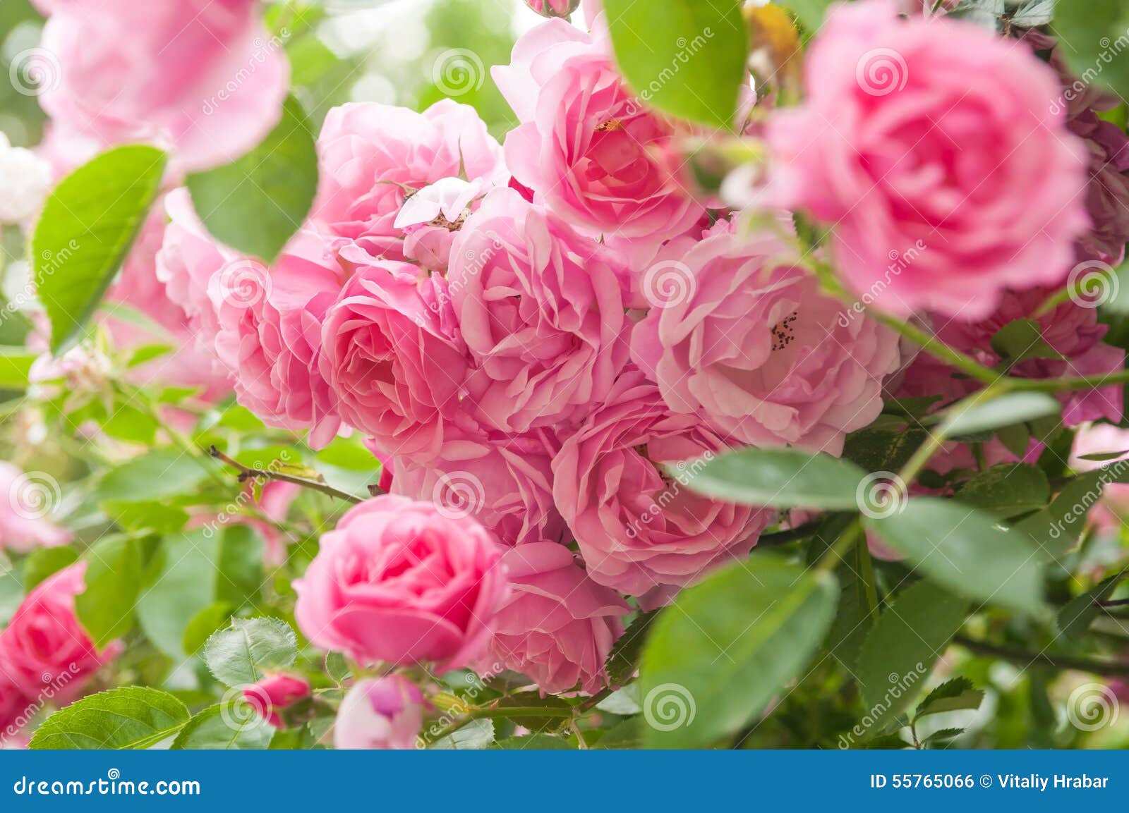 Rose bush stock photo. Image of pink, petals, outside - 55765066