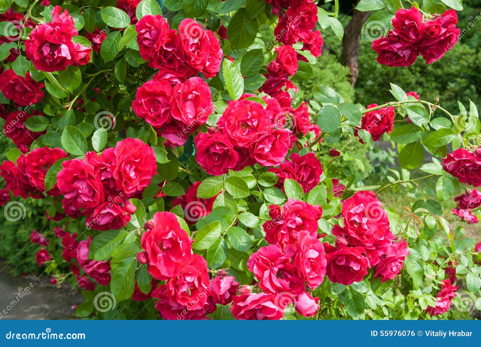 Rose bush stock photo. Image of growth, pink, blossomed - 55976076