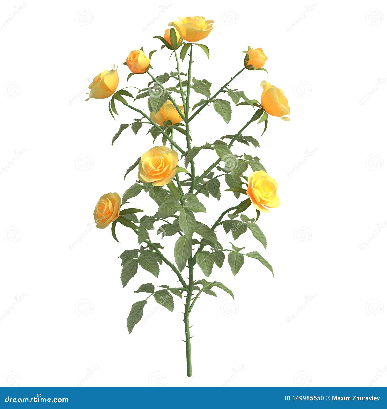 Rose Bush 3d Illustration Isolated on the White Background Stock ...