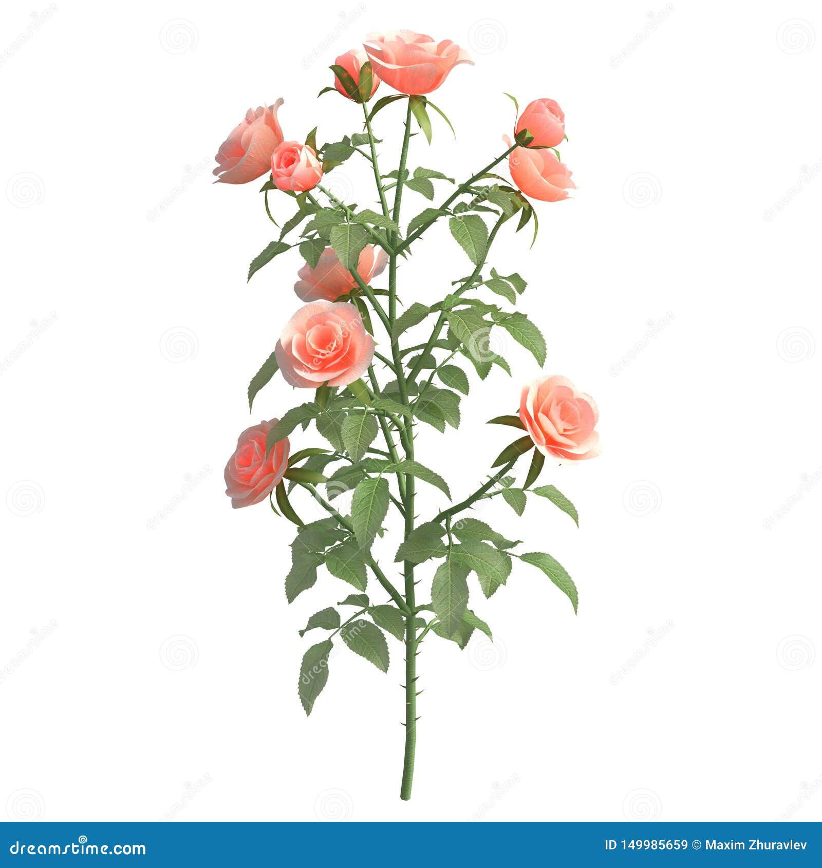 Rose Bush 3d Illustration Isolated on the White Background Stock ...