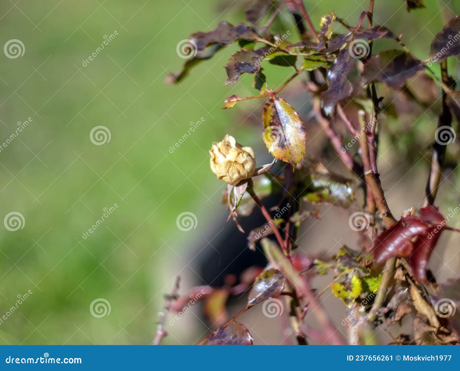 Rose Bush with Falling Leaves in the Garden Stock Image - Image of ...
