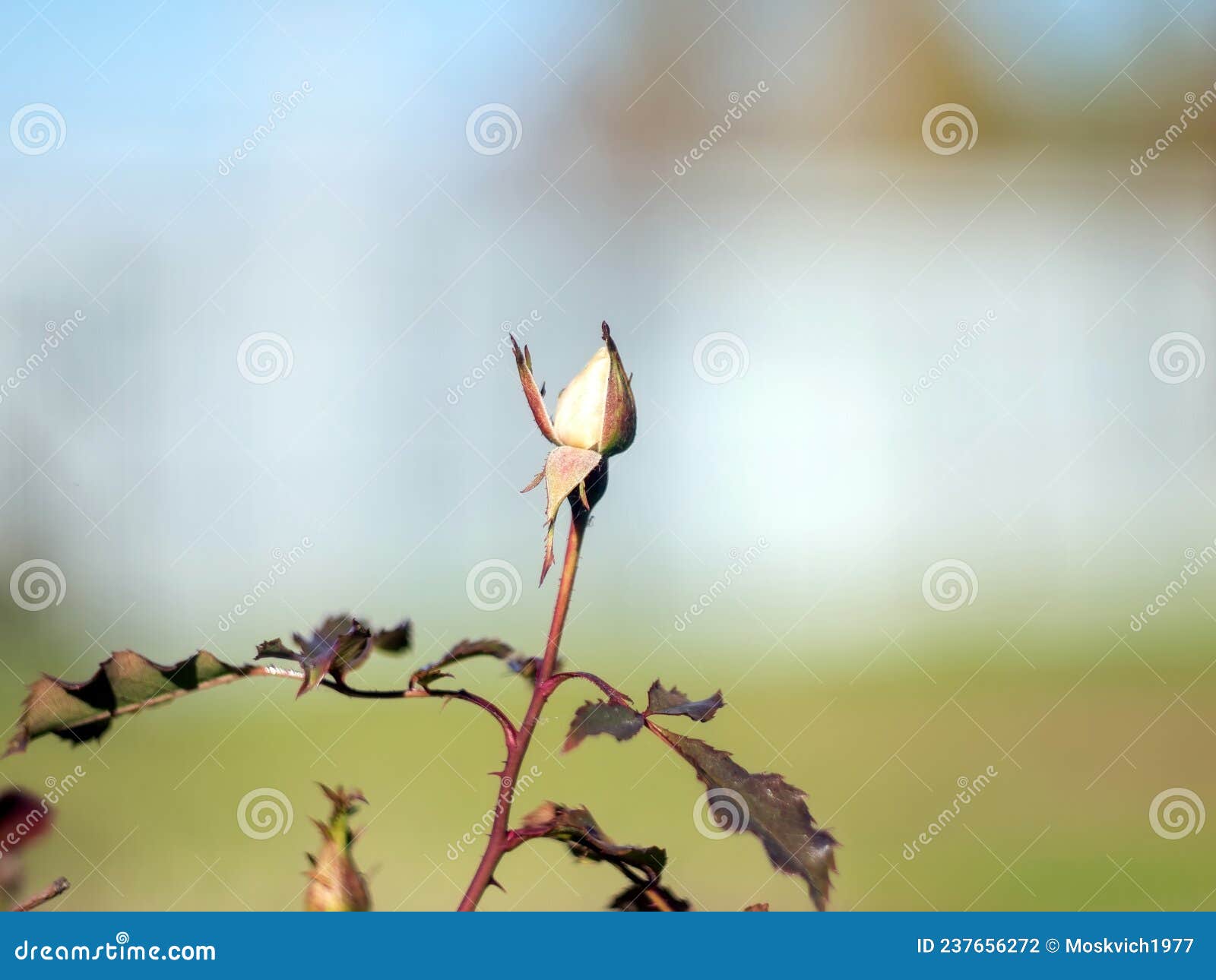 Rose Bush with Falling Leaves in the Garden Stock Photo - Image of ...